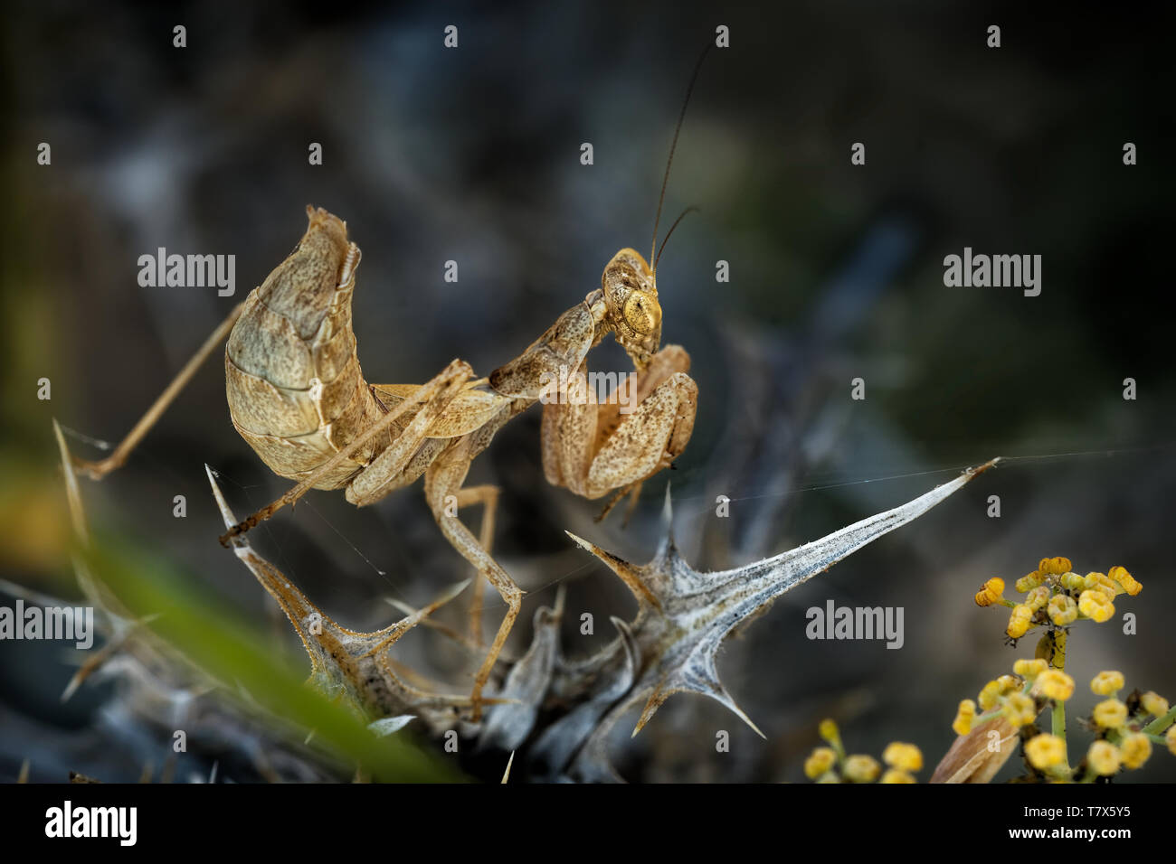 Ameles spallanzania, European dwarf mantis, is a species of praying ...