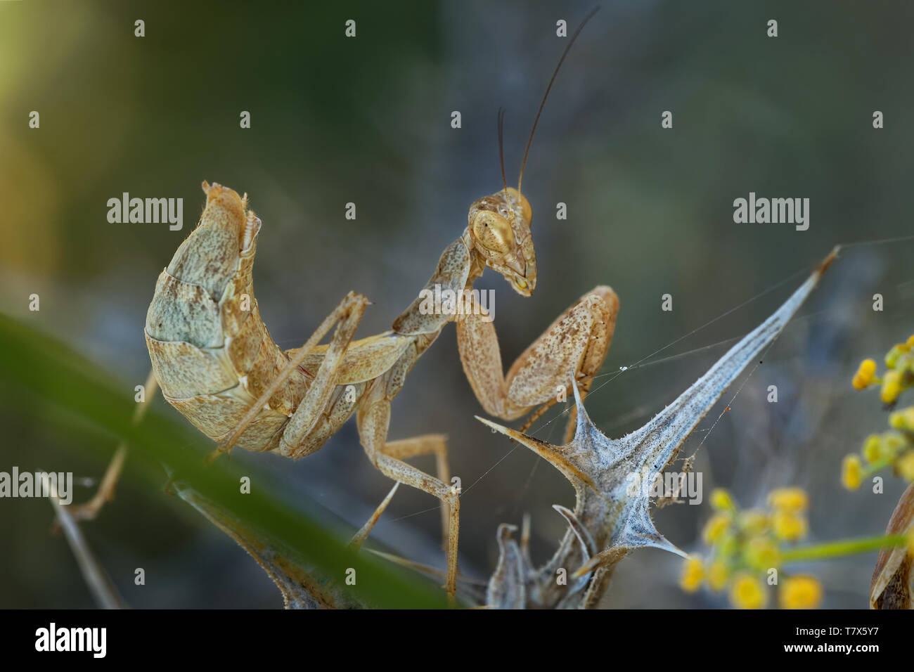 Ameles spallanzania, European dwarf mantis, is a species of praying ...