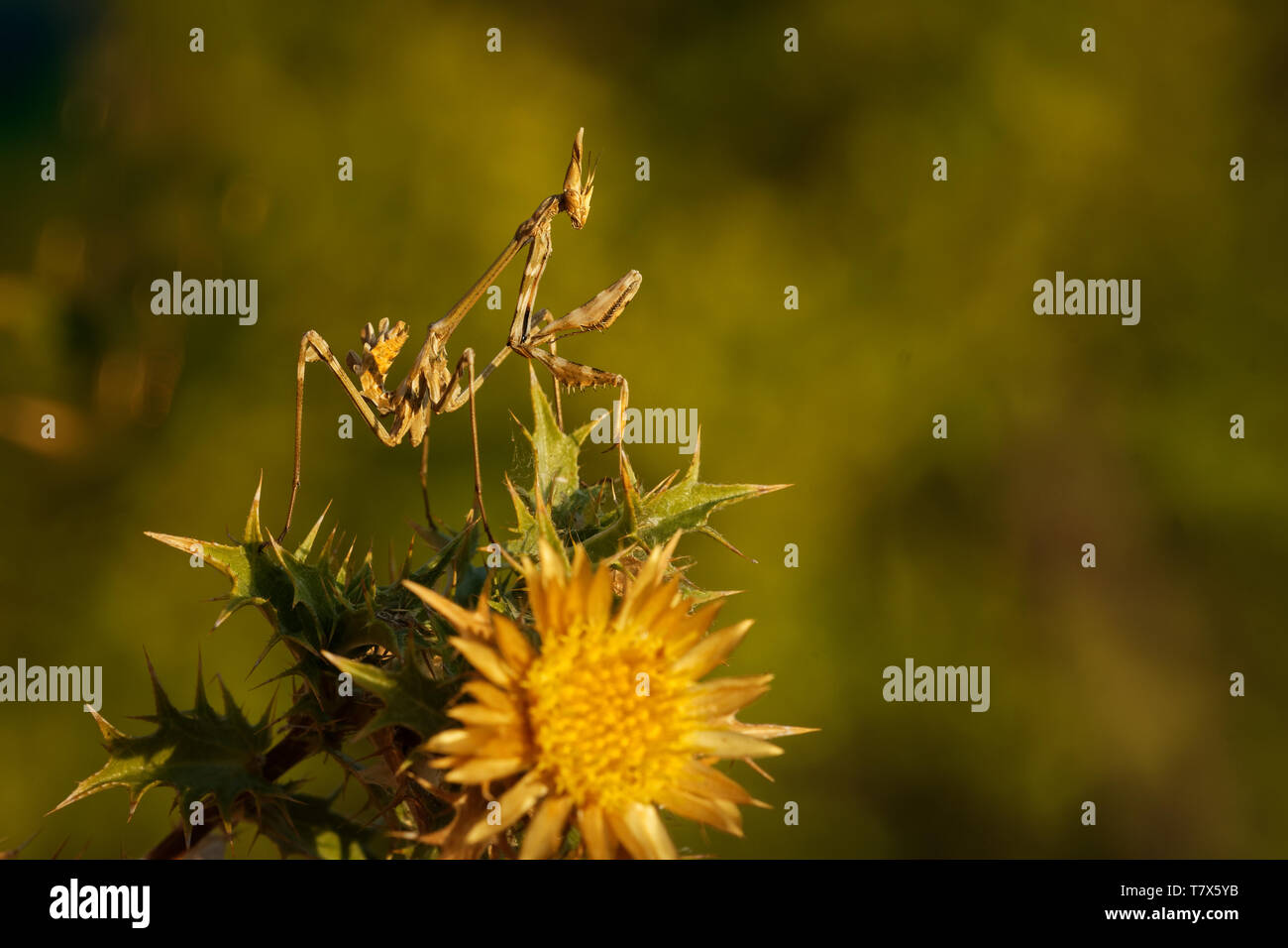 Conehead mantis - Empusa pennata, mantis palo in Spanish, genus Empusa ...