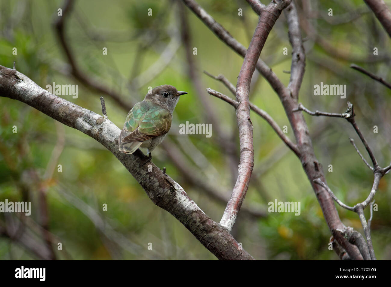 Shining Bronze Cuckoo - Chrysococcyx lucidus - species in the family ...