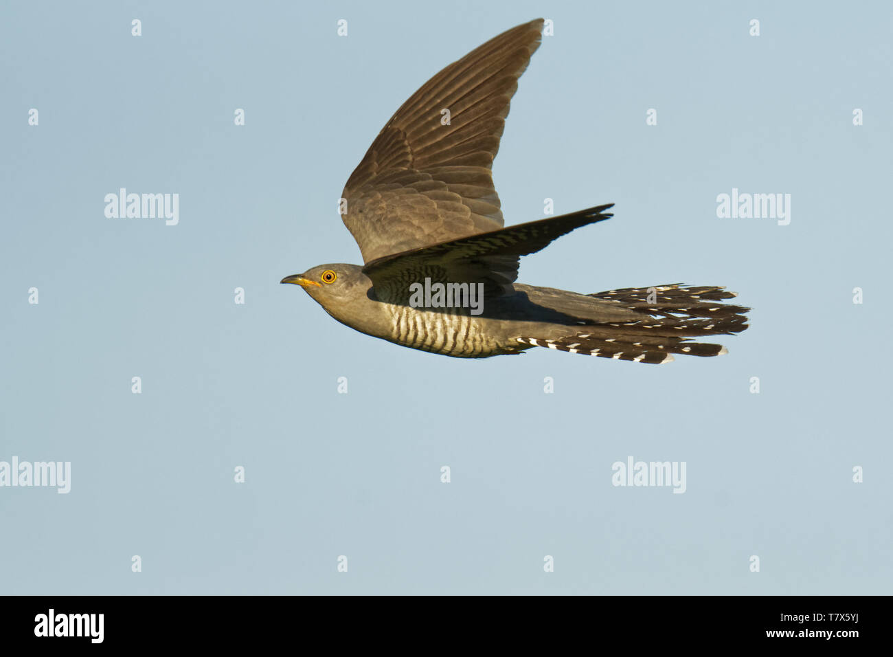 Common cuckoo cuculus canorus male hi-res stock photography and images ...