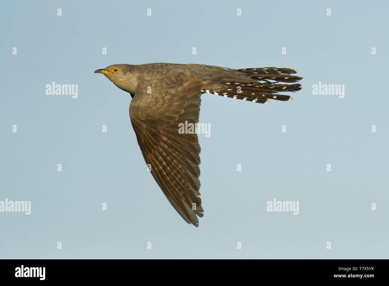 Brood parasite hi-res stock photography and images - Alamy