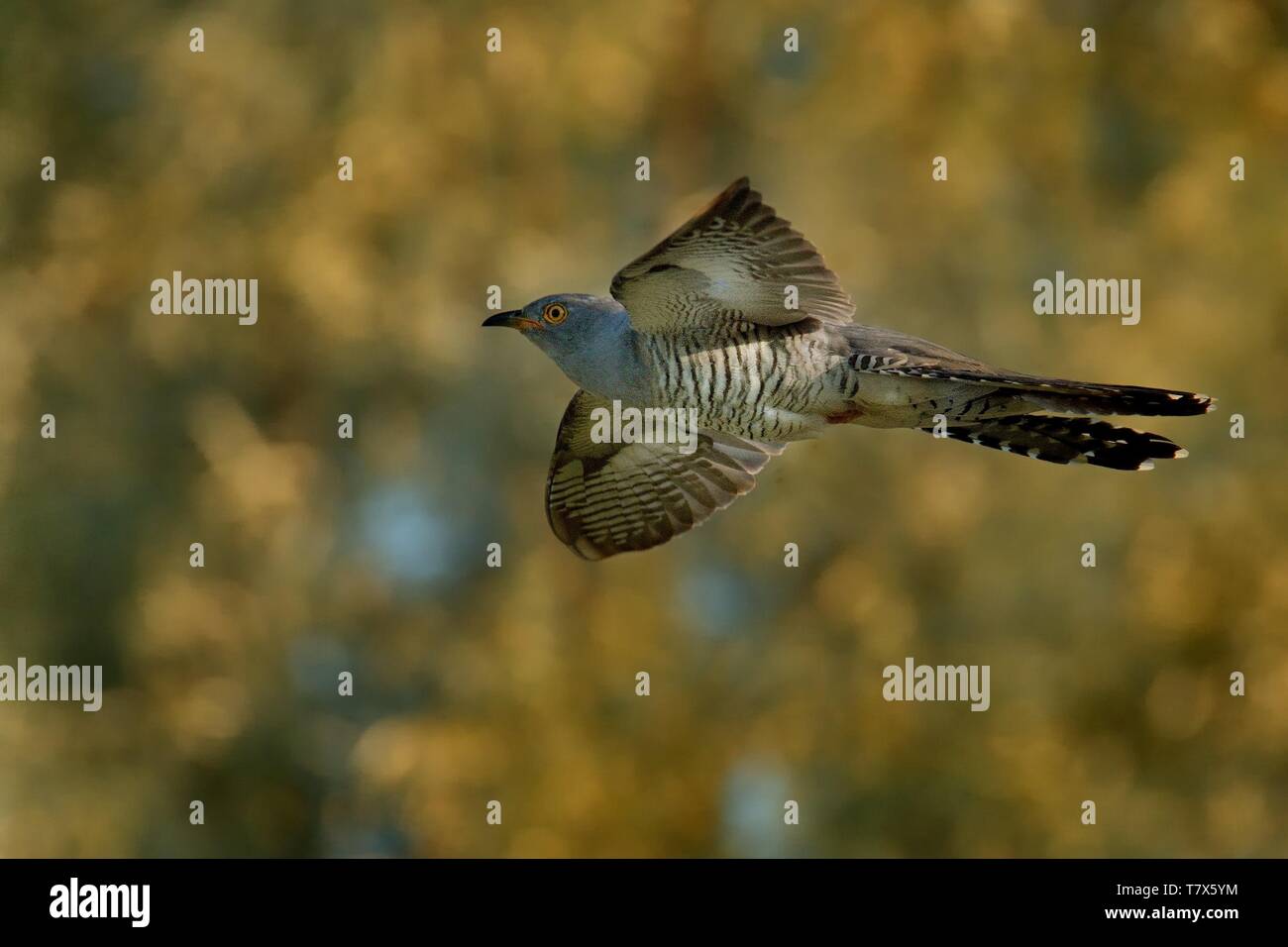 Cuculus canorus - Common Cuckoo in the fly Stock Photo - Alamy
