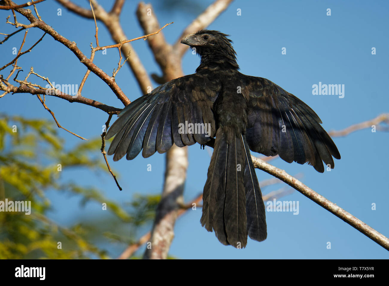 Long black curved bill hi-res stock photography and images - Alamy