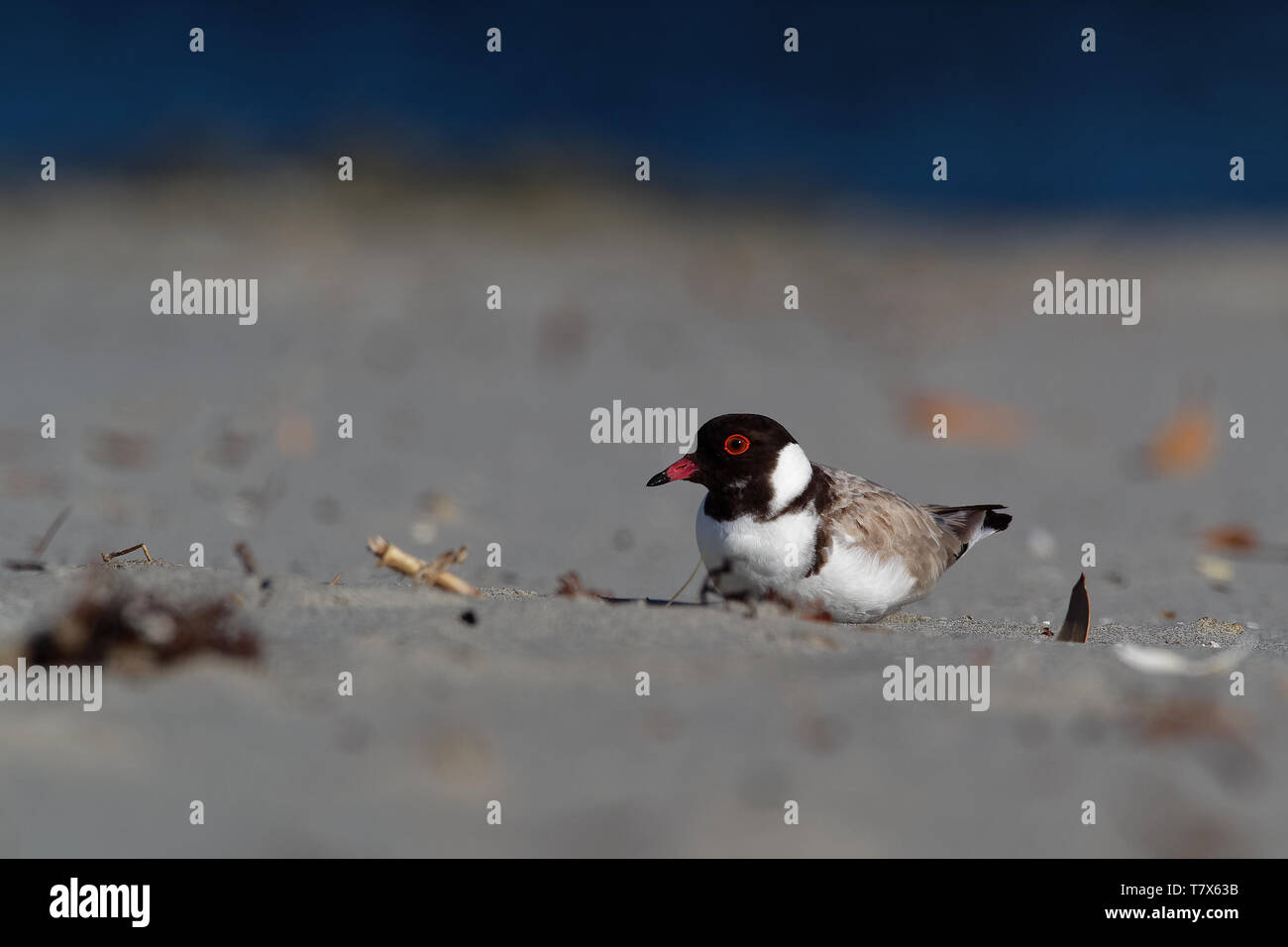 Hooded Plover - Thinornis cucullatus small shorebird - wader -on the ...