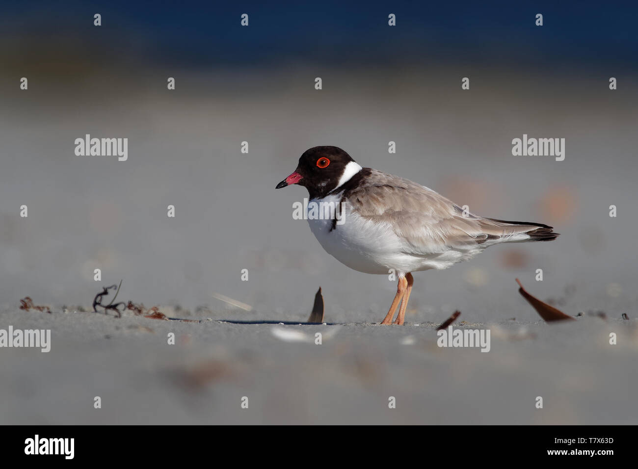 Hooded Plover - Thinornis cucullatus small shorebird - wader -on the ...