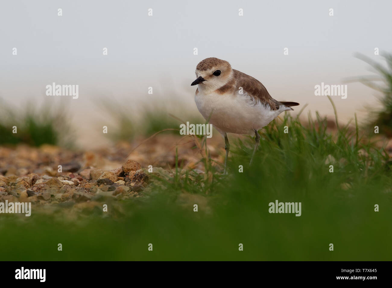 Kentish Plover - Charadrius alexandrinus on the beach on the seaside ...