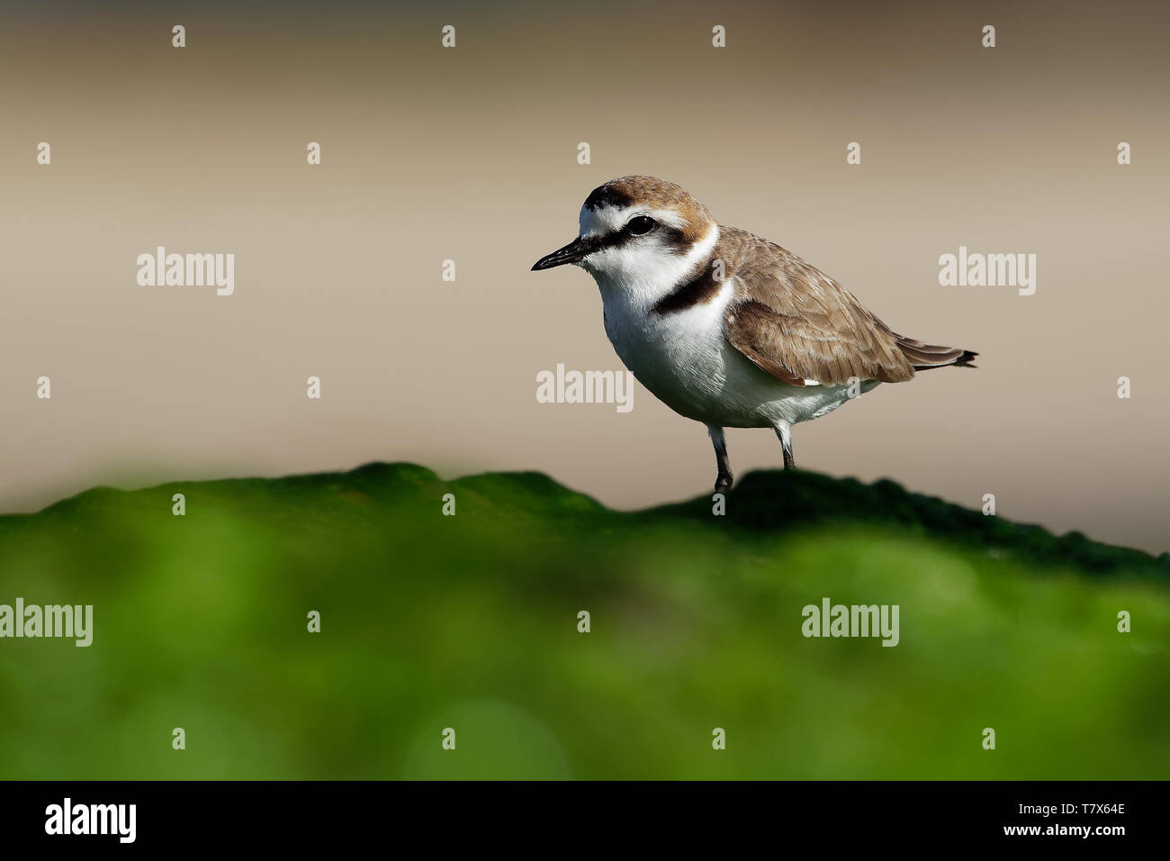 Kentish Plover - Charadrius alexandrinus on the beach on the seaside ...