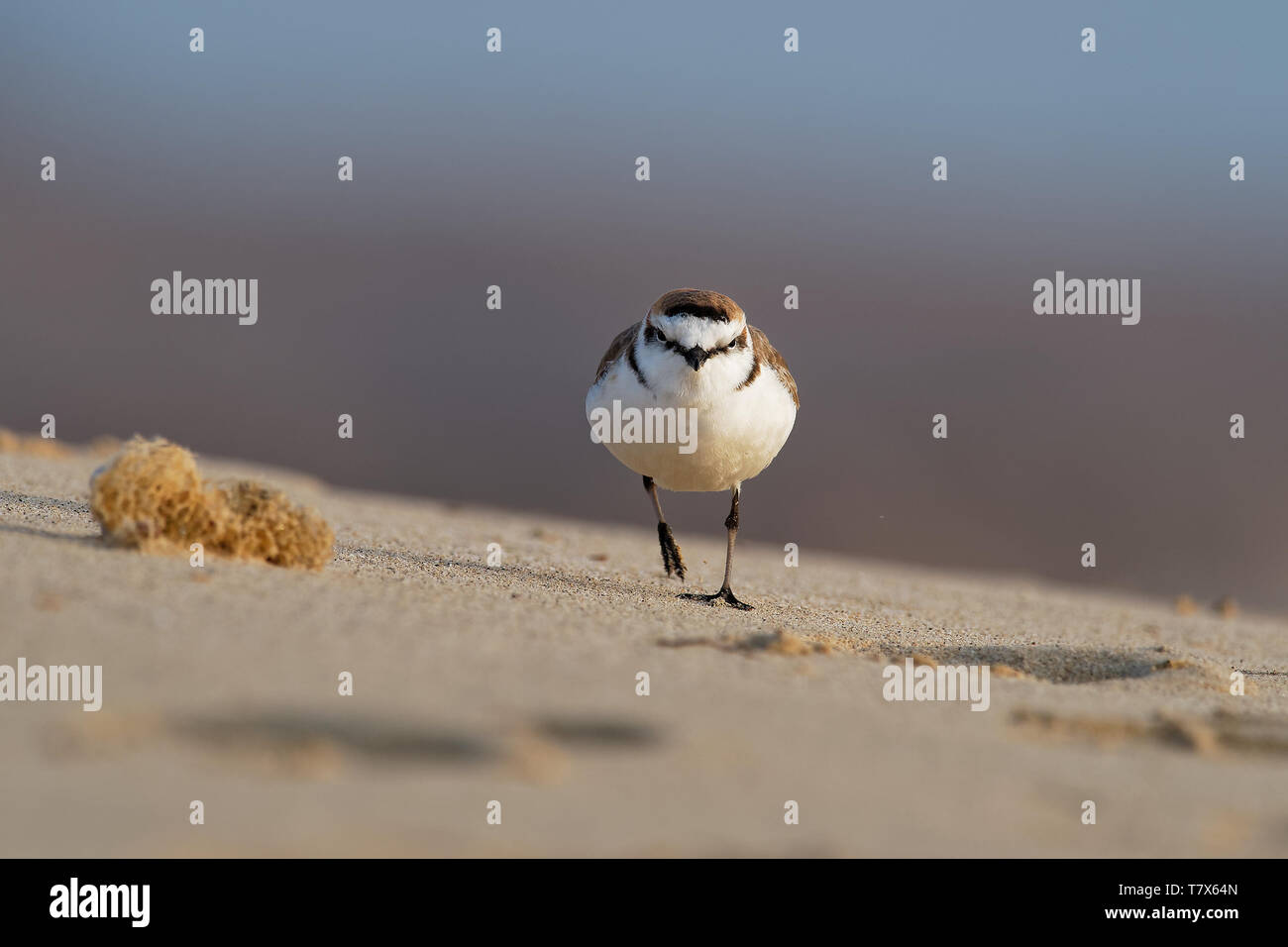 Kentish Plover - Charadrius alexandrinus on the beach on the seaside ...