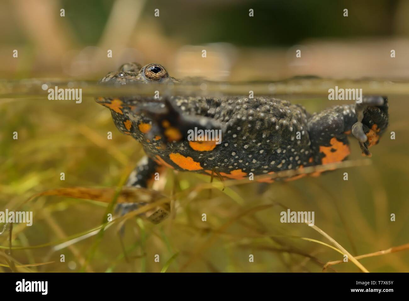 The European fire-bellied toad (Bombina bombina) captured close up in ...
