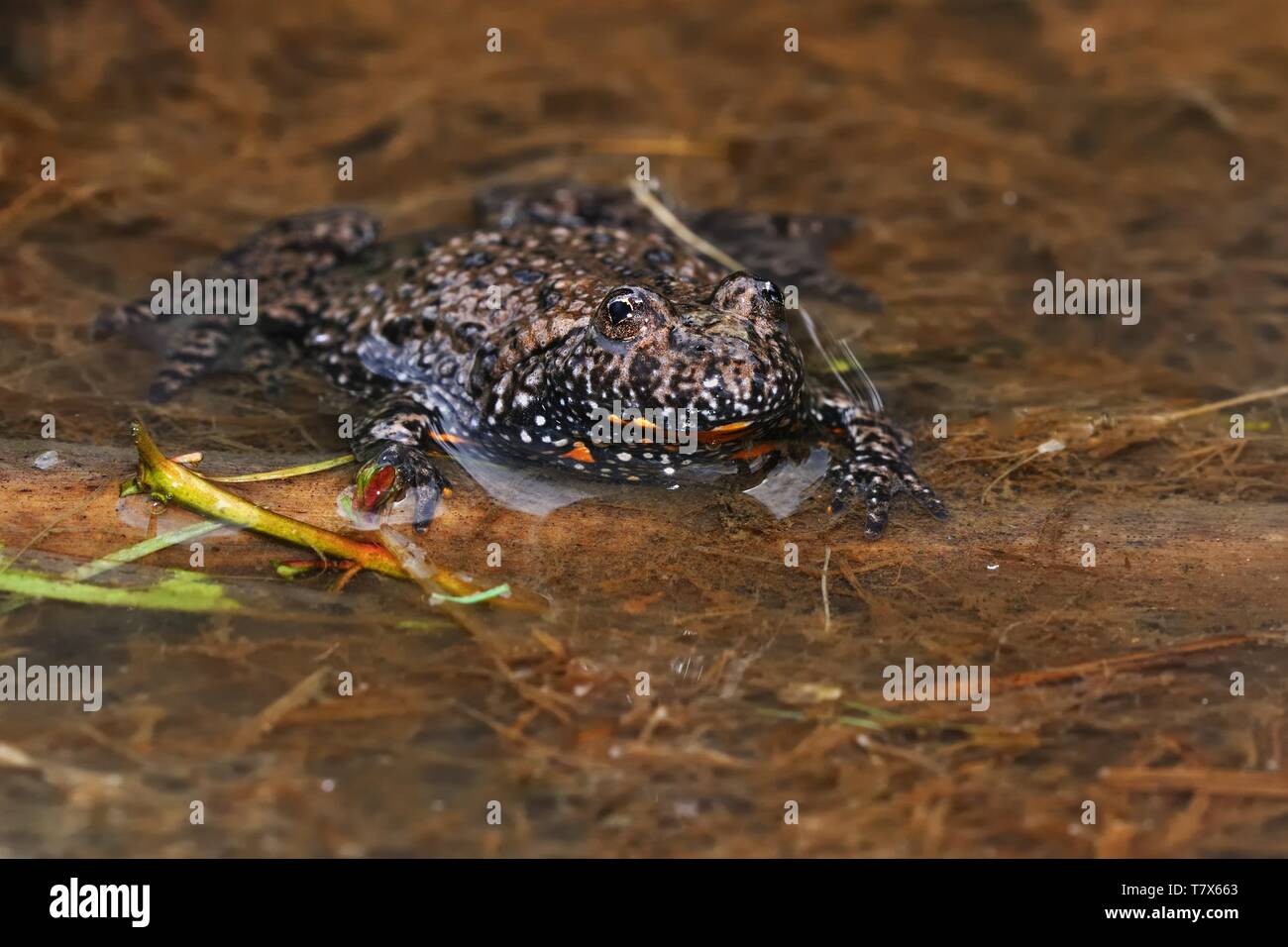 The European fire-bellied toad (Bombina bombina Stock Photo - Alamy