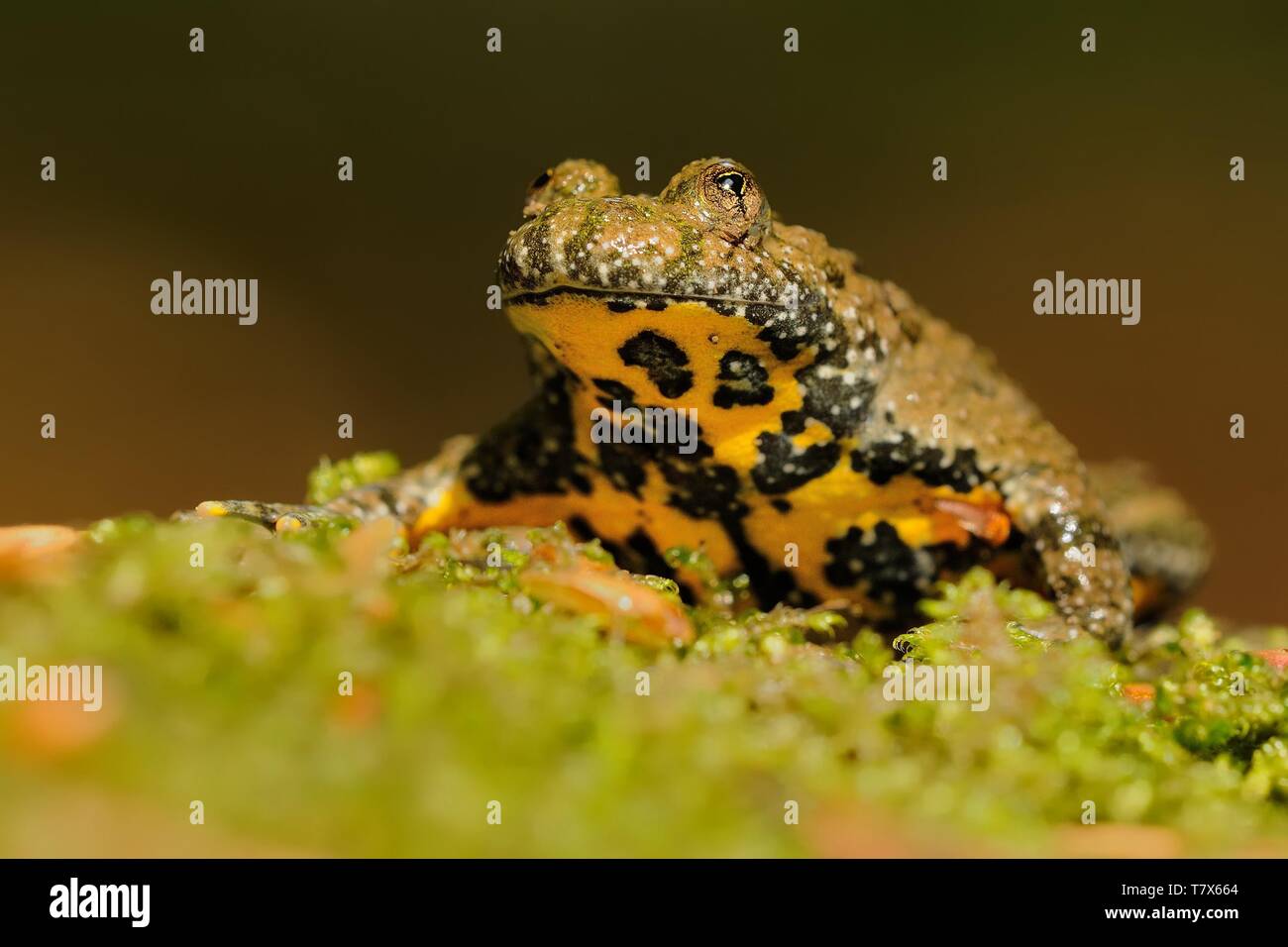 The yellow-bellied toad (Bombina variegata) on the green moss. Brown ...