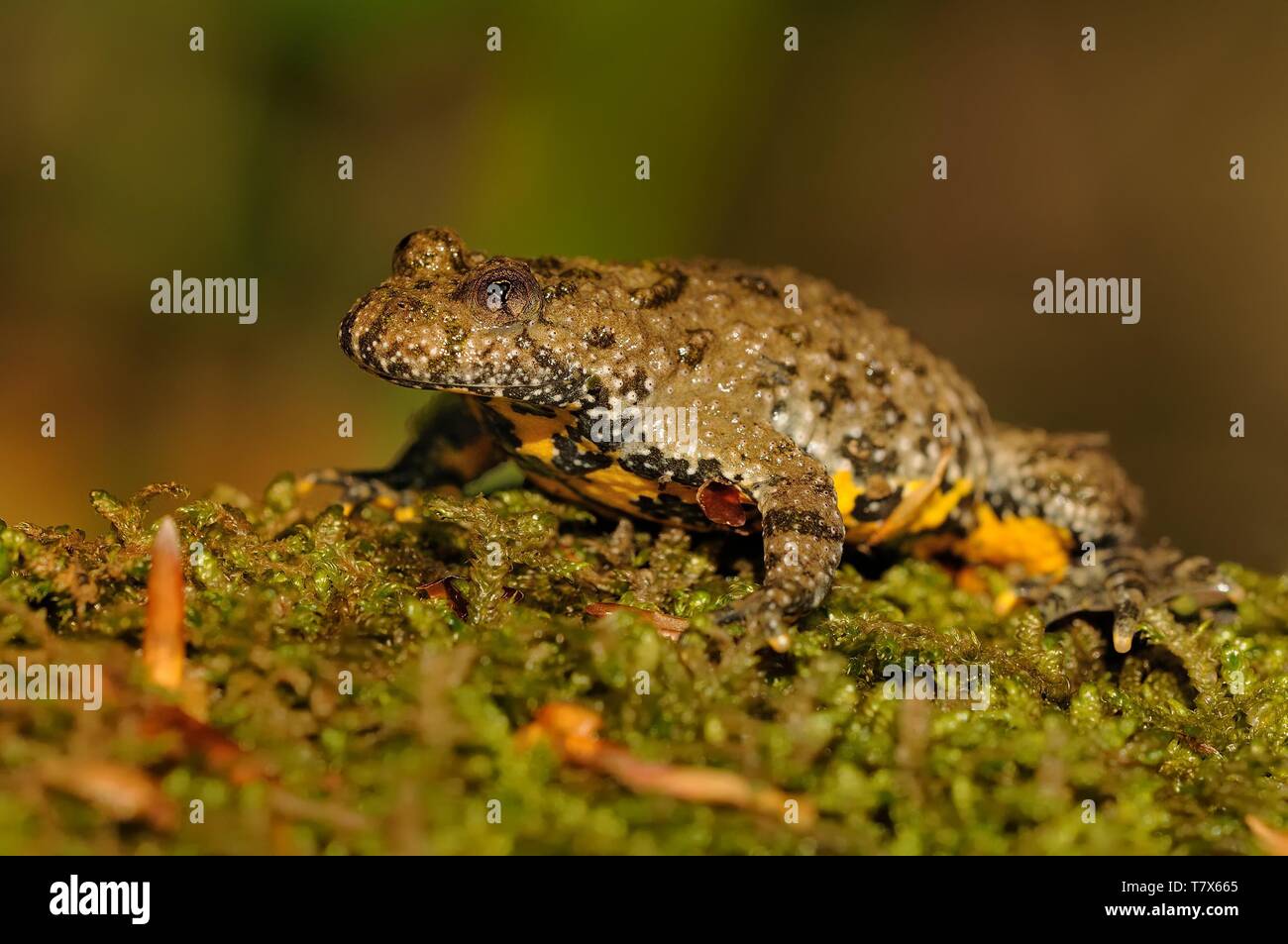 Yellow Belly Frog