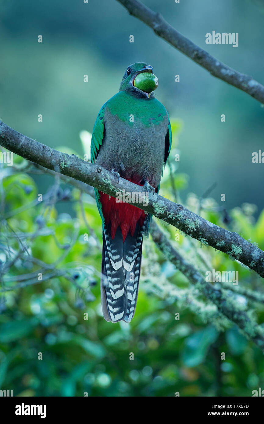 Female Quetzal Bird