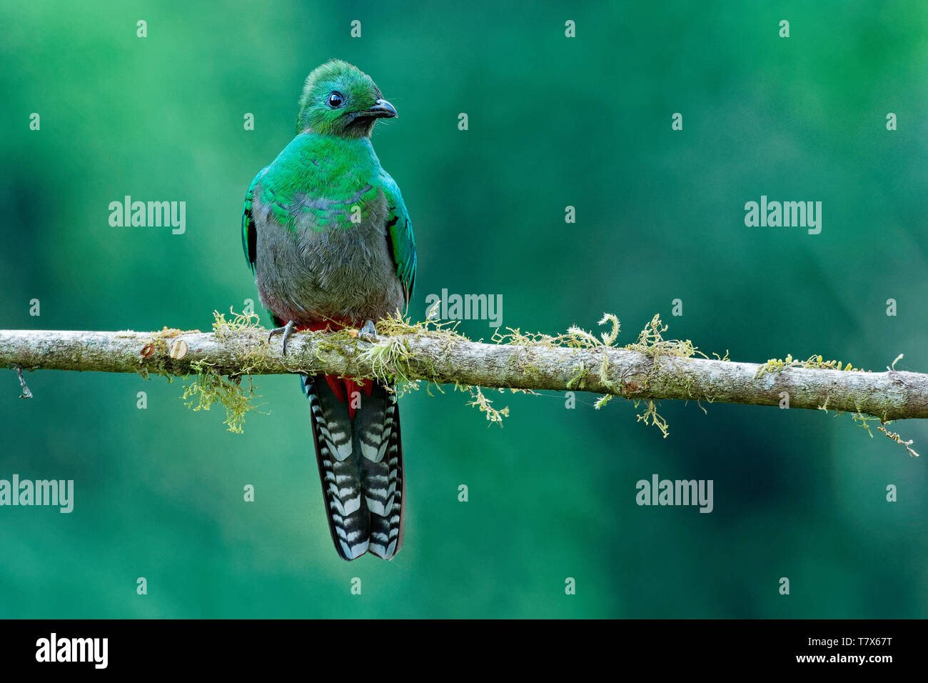 Female quetzal hi-res stock photography and images - Alamy