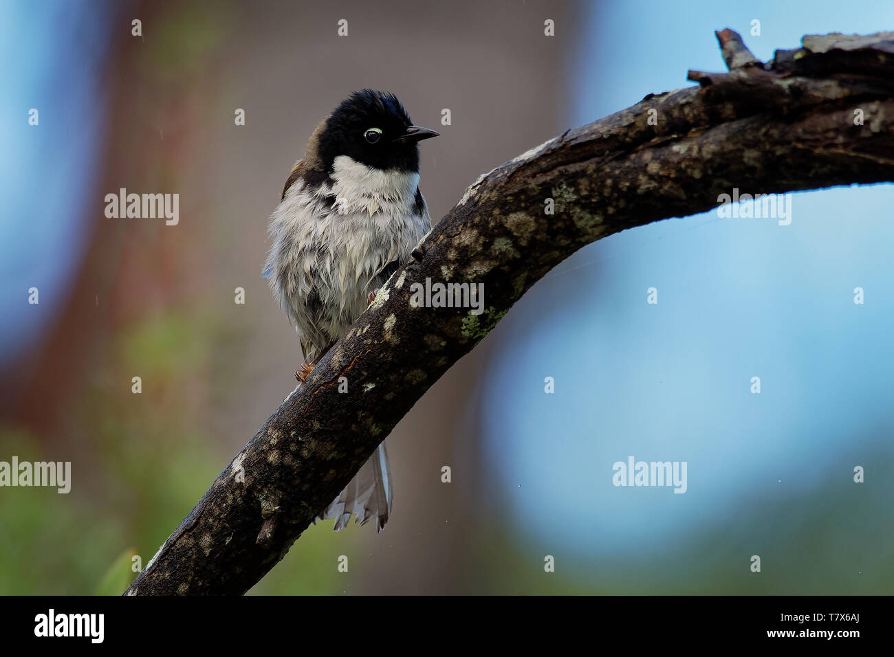 The Black-headed Honeyeater (Melithreptus affinis) is a species of bird ...