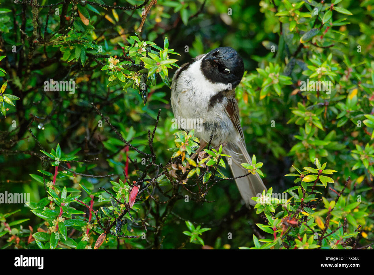 The Black-headed Honeyeater (Melithreptus affinis) is a species of bird ...
