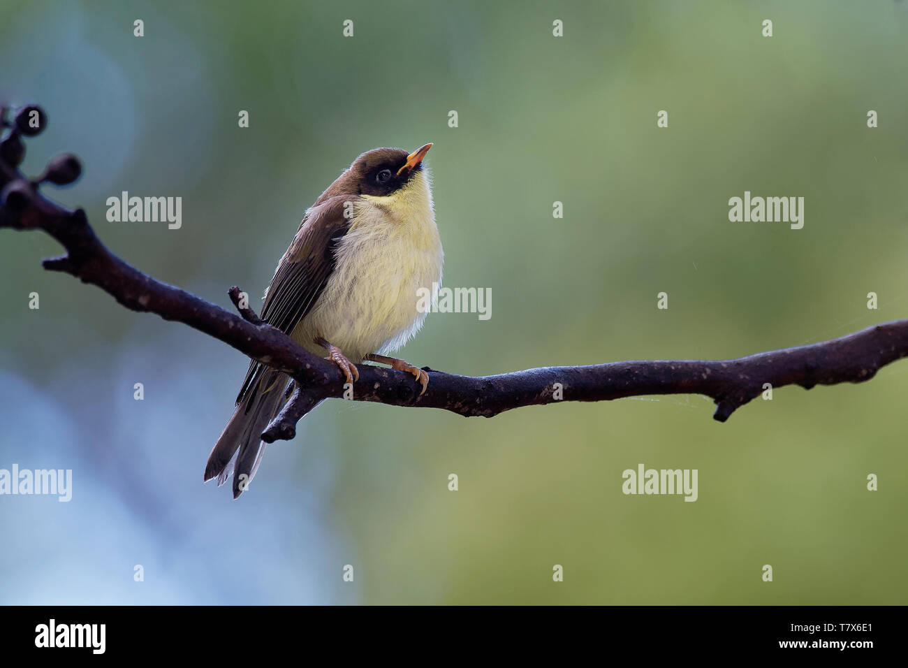 The Black-headed Honeyeater (Melithreptus affinis) is a species of bird ...