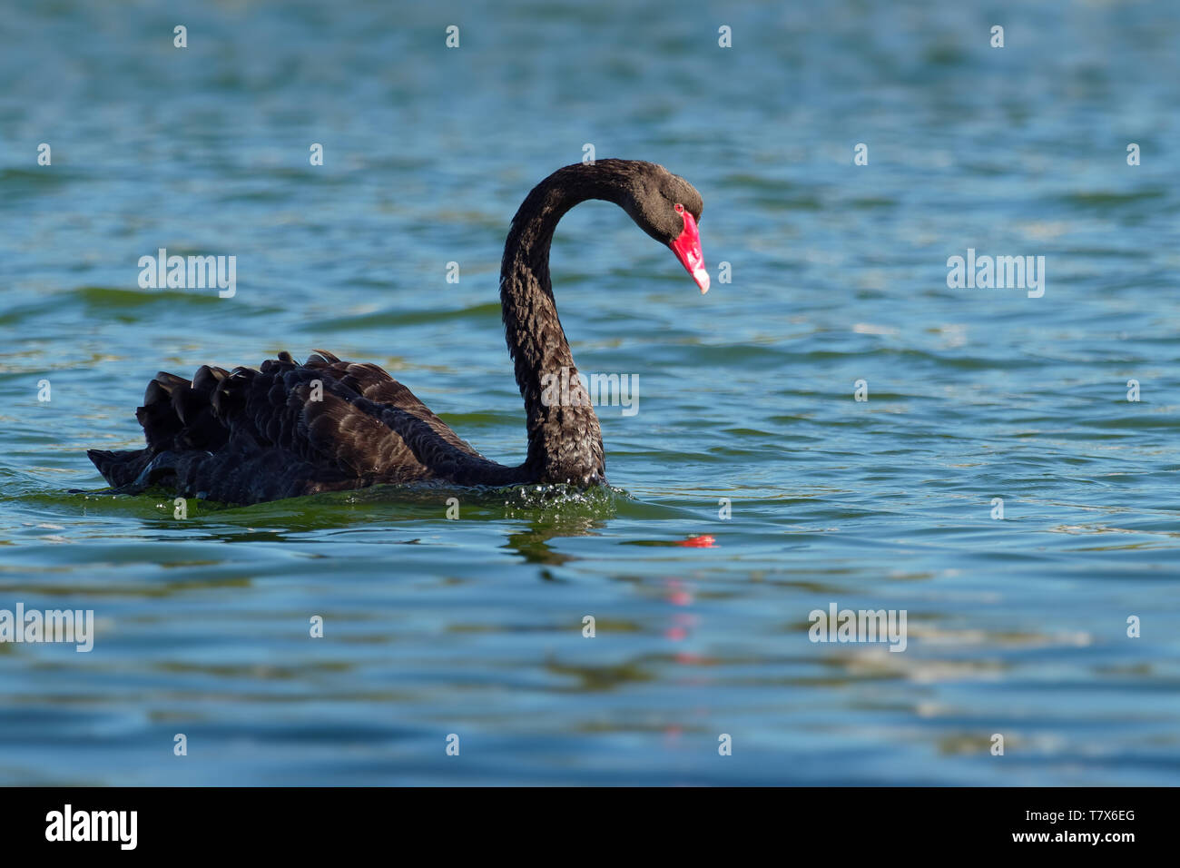 Black Swan - Cygnus atratus - australian big swan on the lake in ...