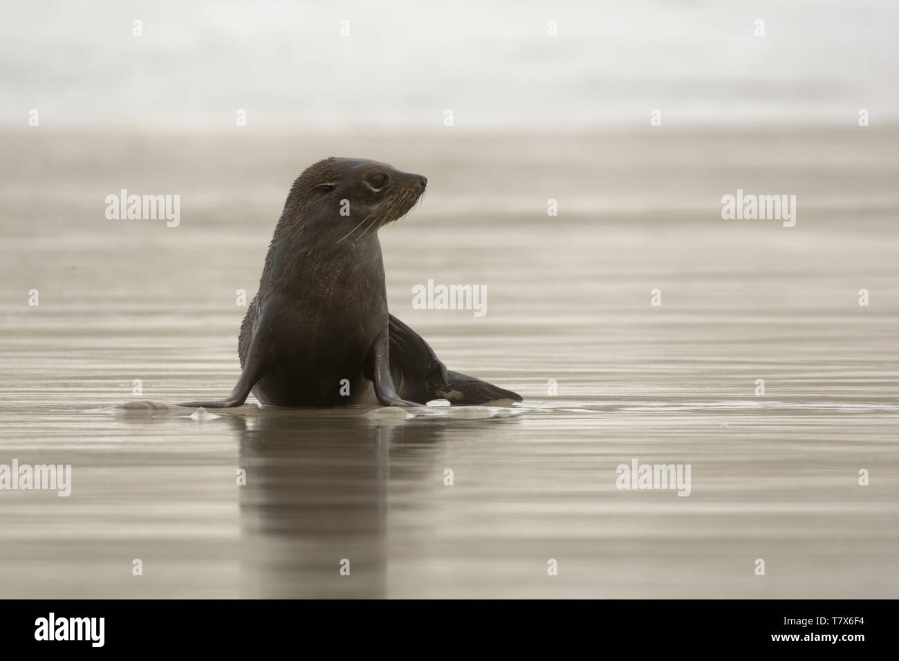 New zealand endangered sea lions hi-res stock photography and images ...
