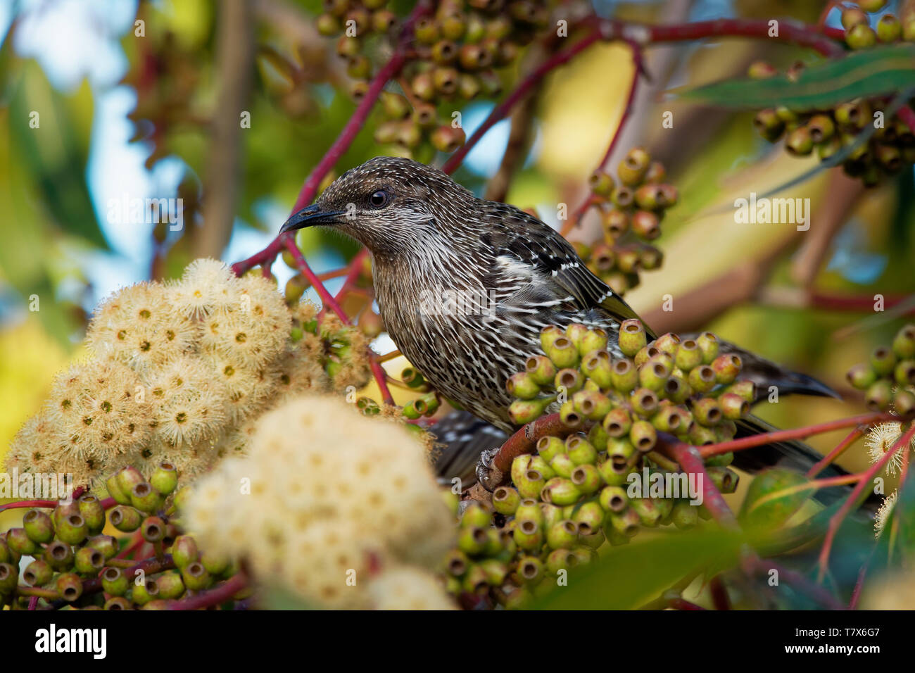 Little wattle bird anthochaera chrysoptera hi-res stock photography and ...