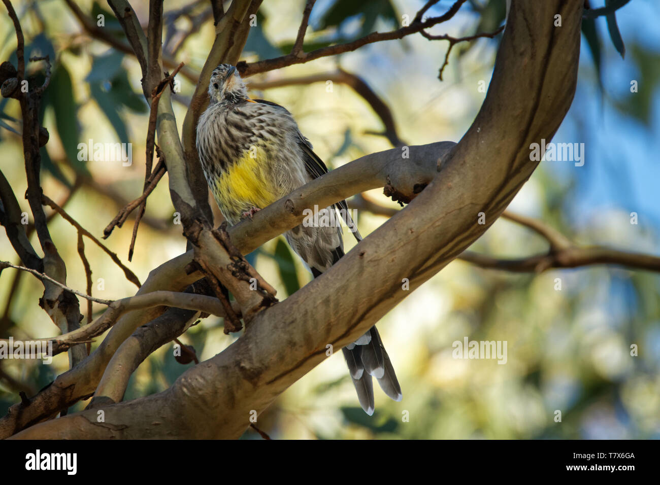 Western australian golden wattle hi-res stock photography and images ...