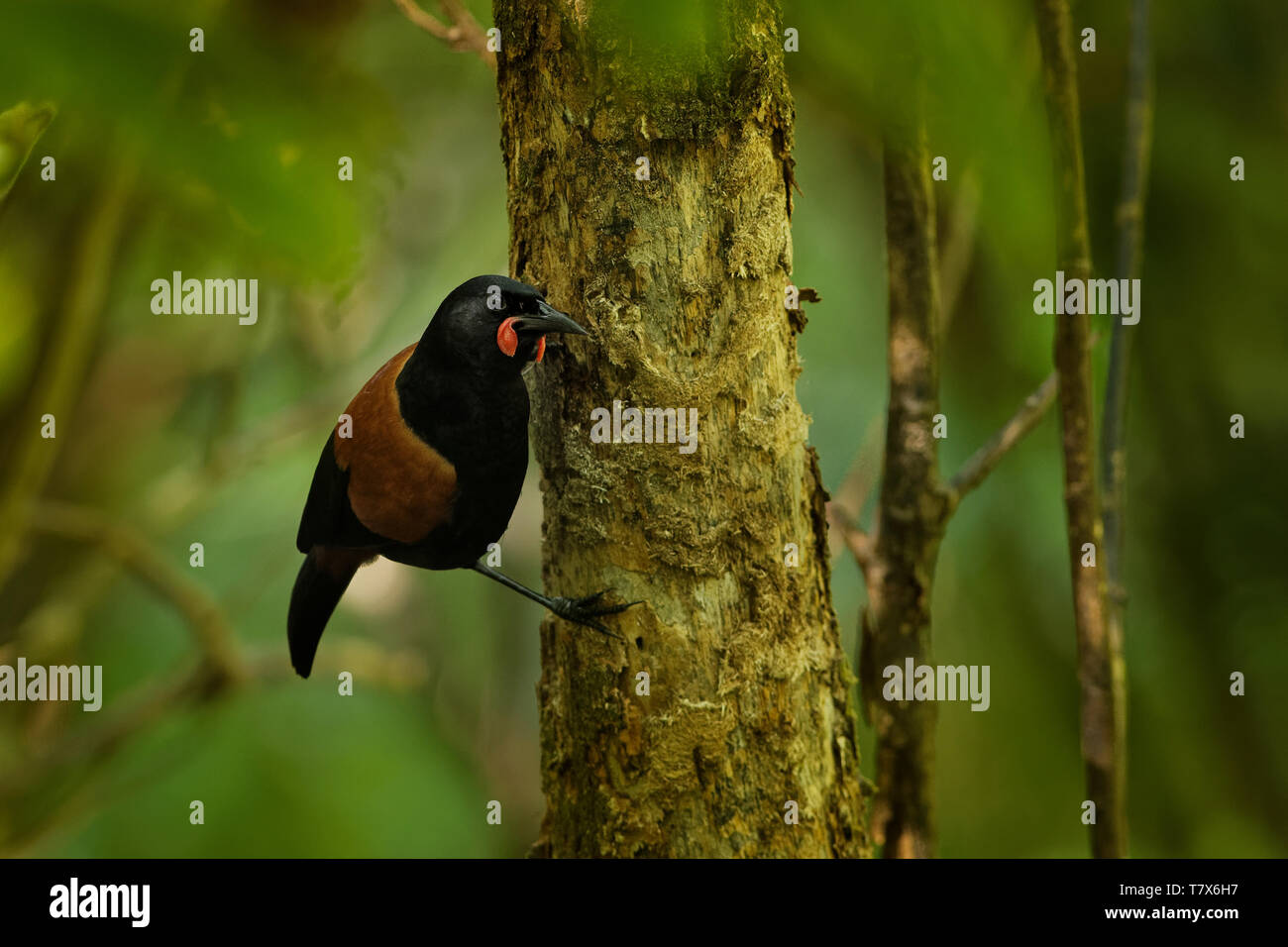 Saddleback bird hi-res stock photography and images - Alamy