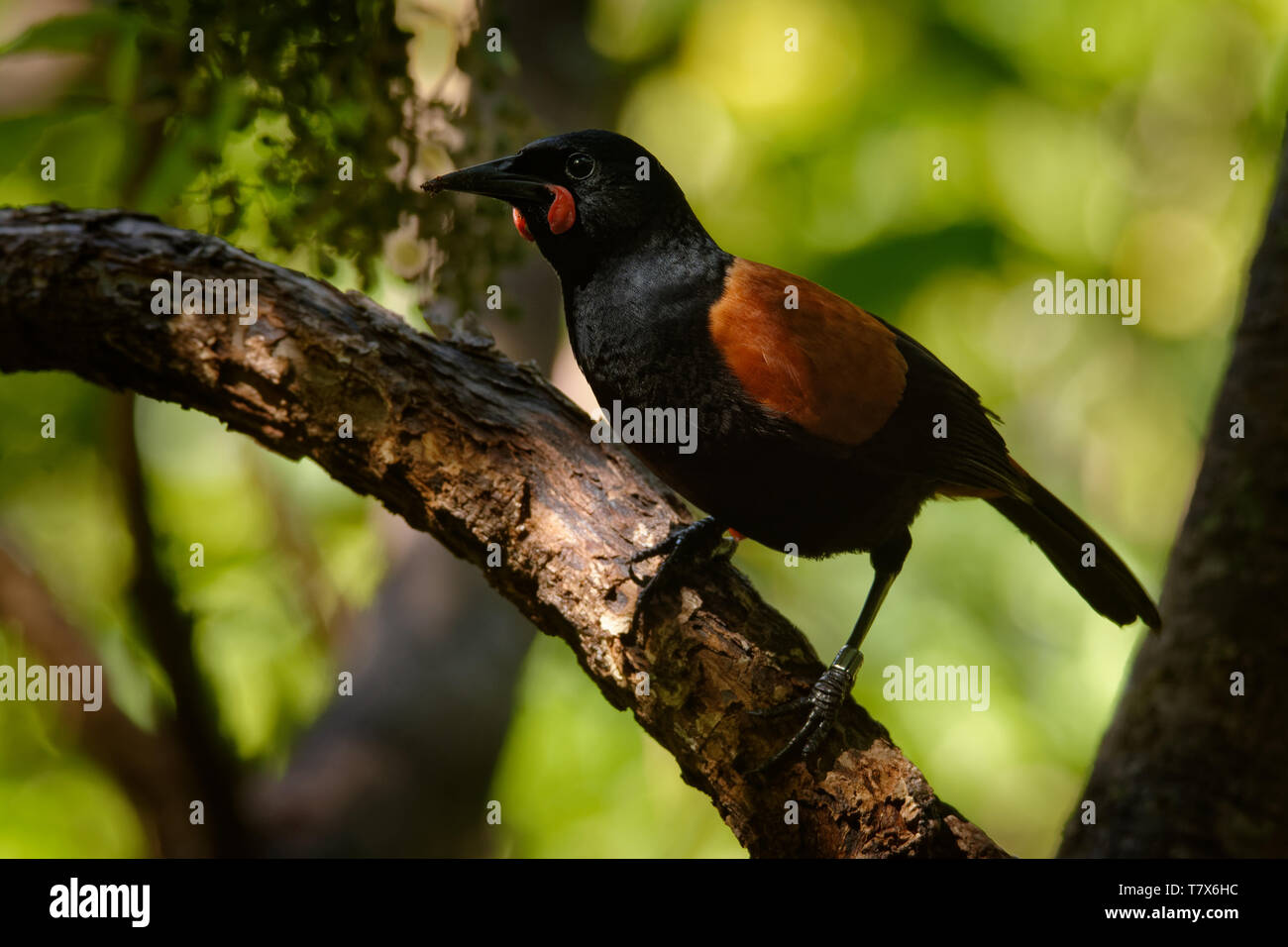 Saddleback bird new zealand hi-res stock photography and images - Alamy