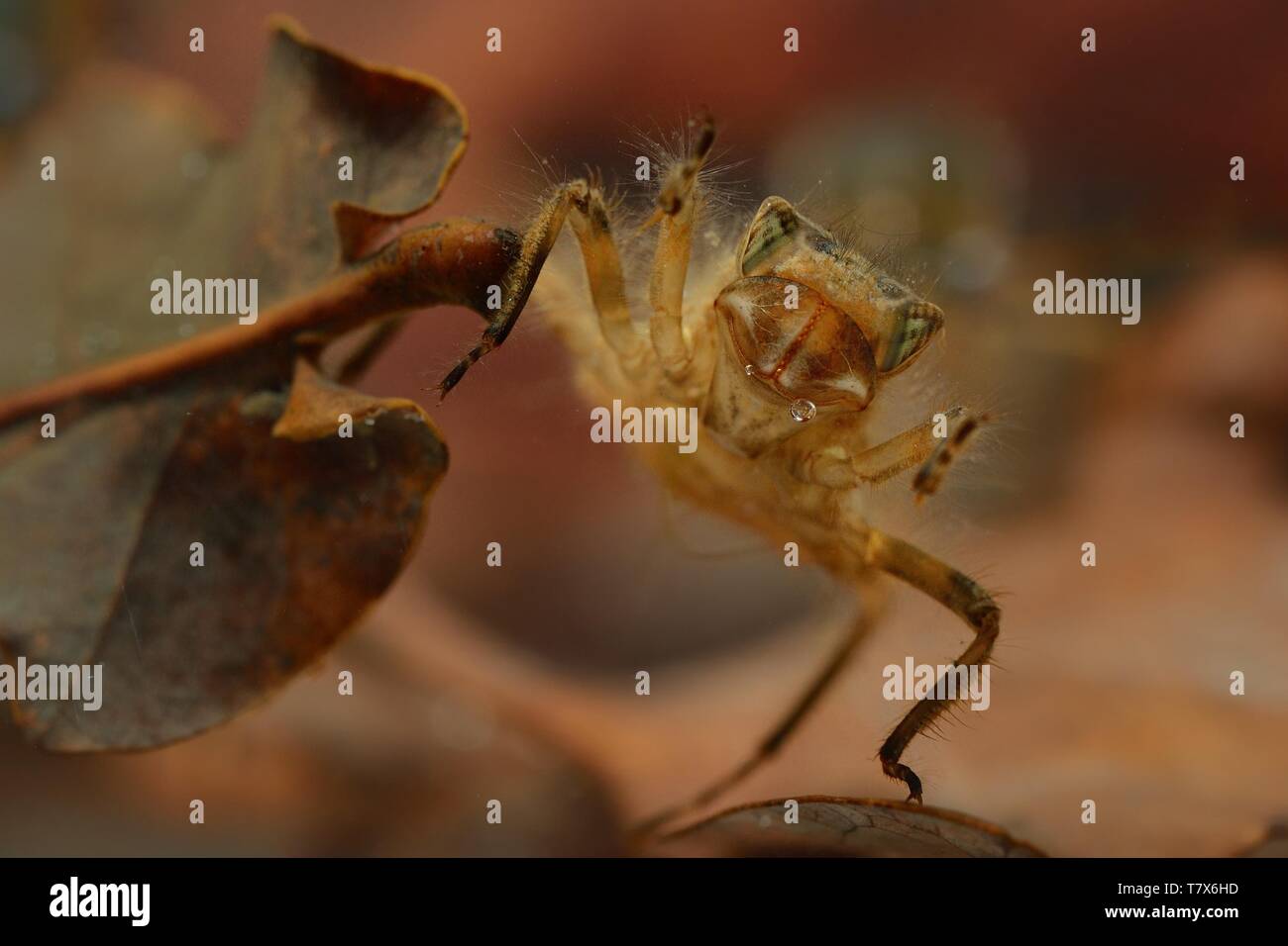 Anisoptera larvae hi-res stock photography and images - Alamy