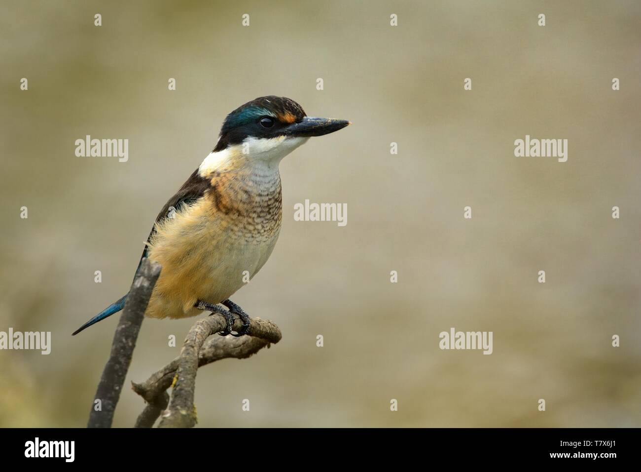 Todiramphus sanctus - Sacred kingfisher - kotare small kingfisher from ...