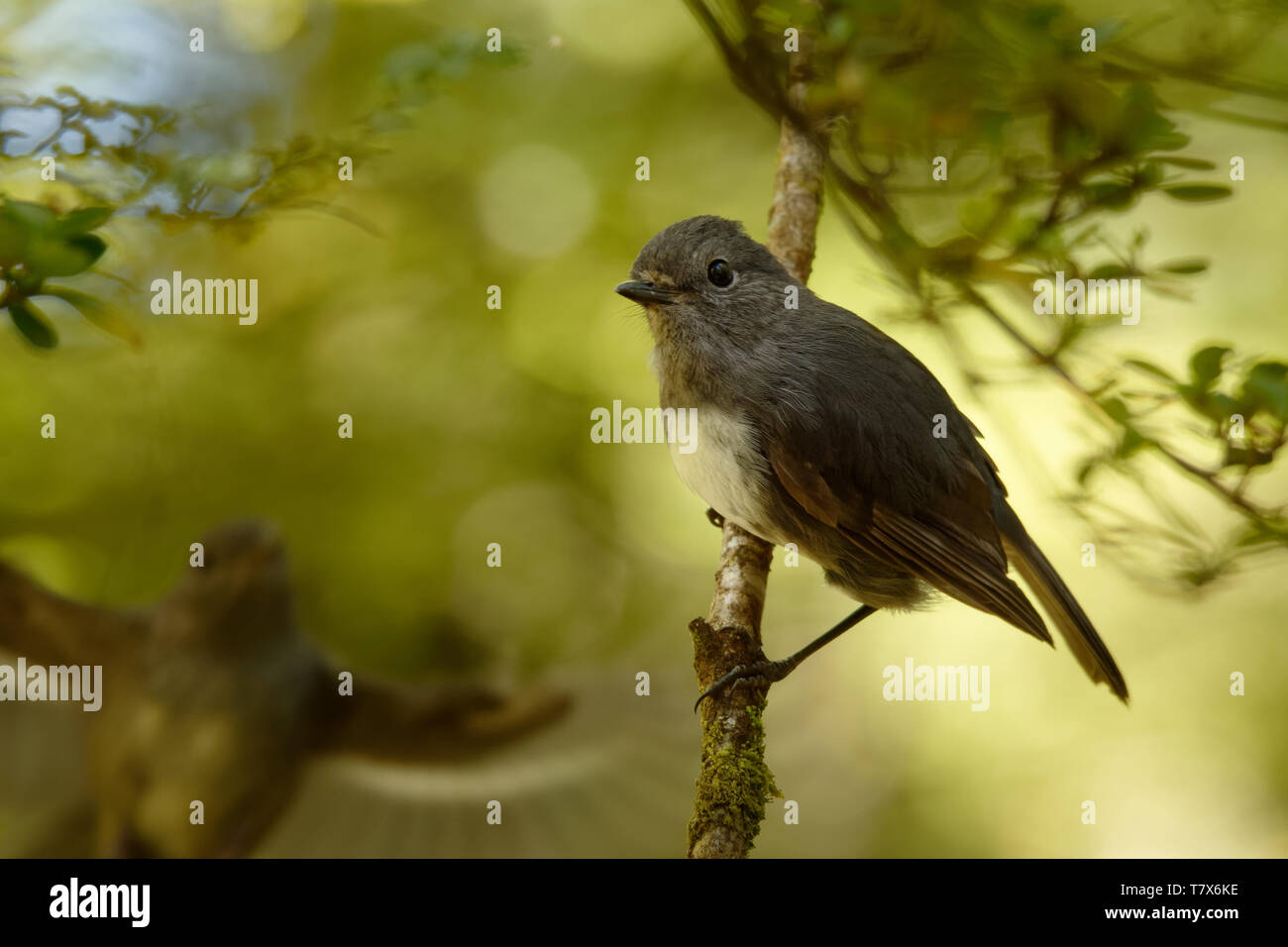 Black robin new zealand hi-res stock photography and images - Alamy
