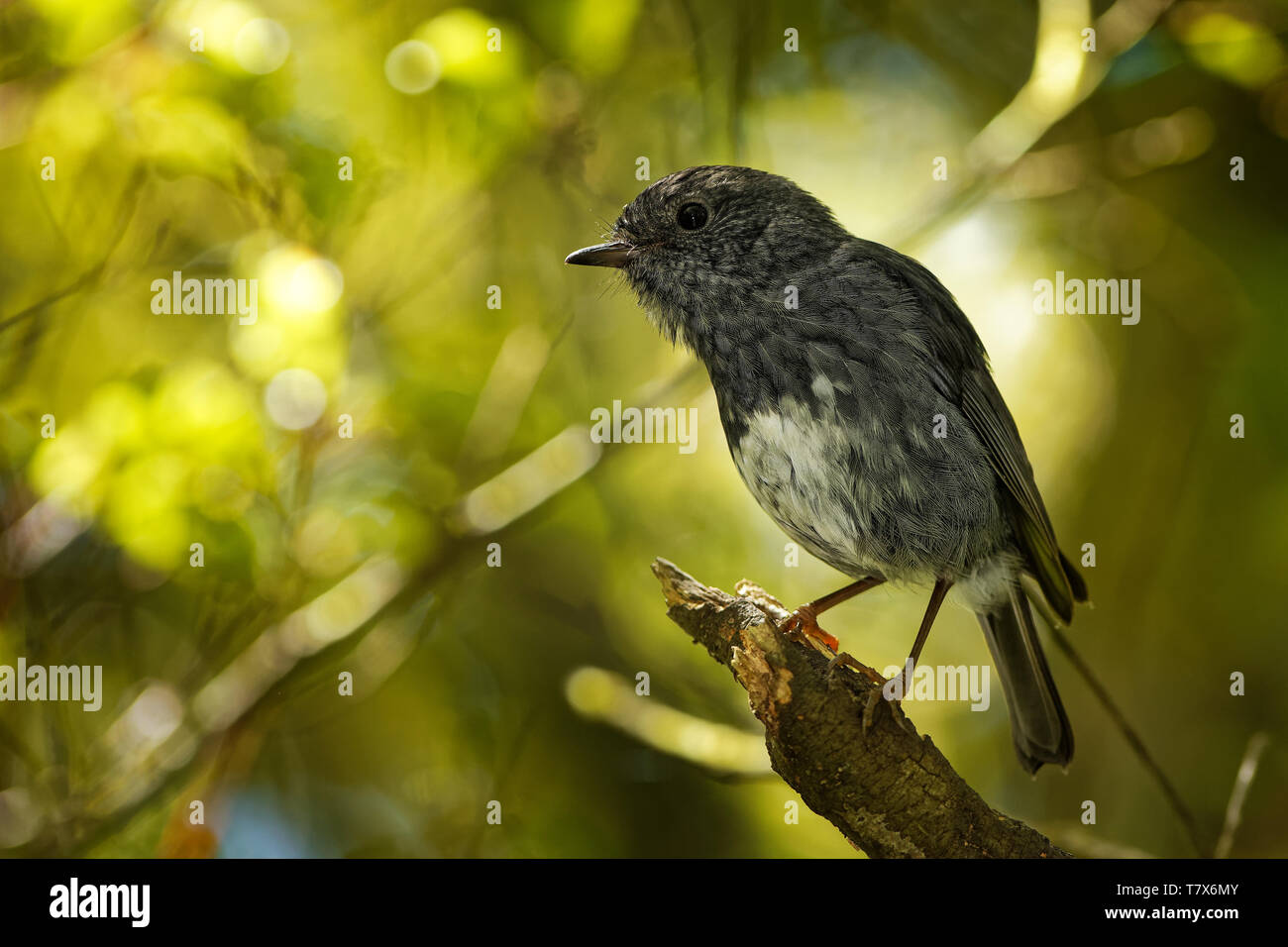 North Island Robin High Resolution Stock Photography and Images - Alamy