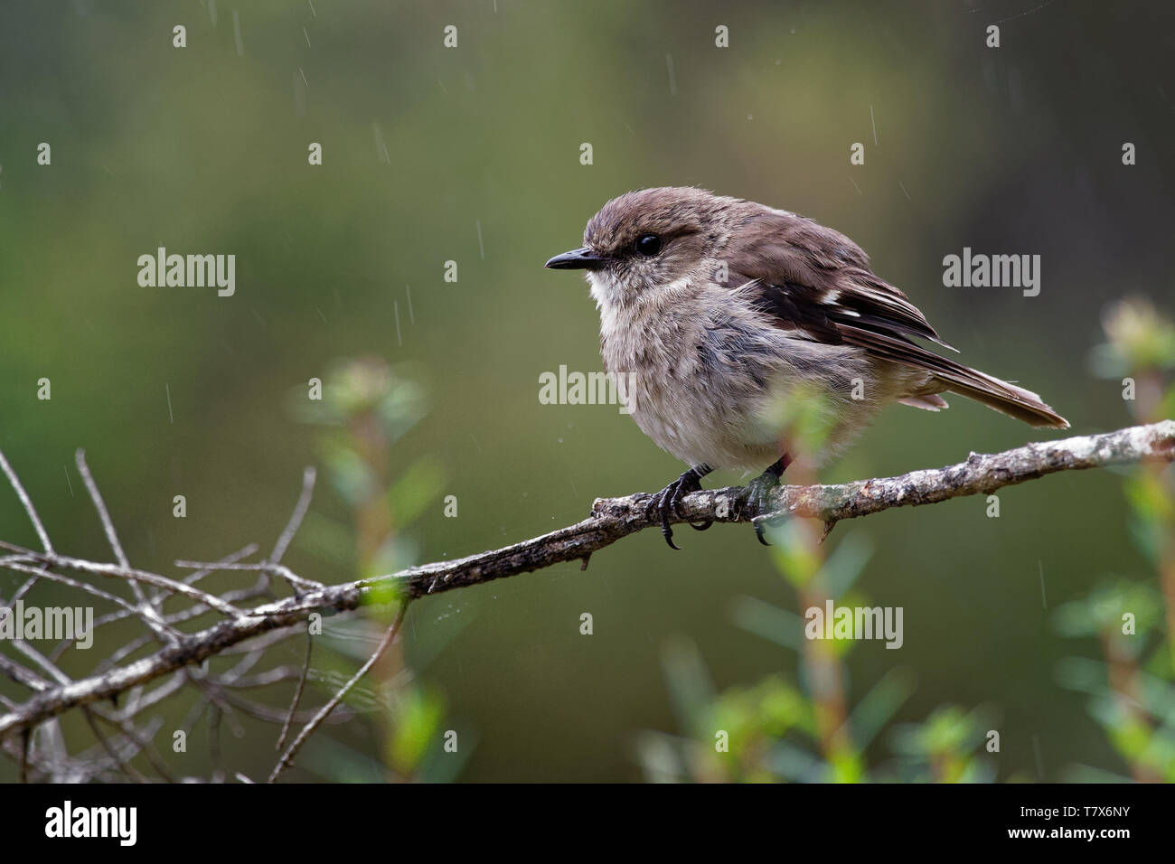 Dusky Robin - Melanodryas vittata endemic song bird from Tasmania ...