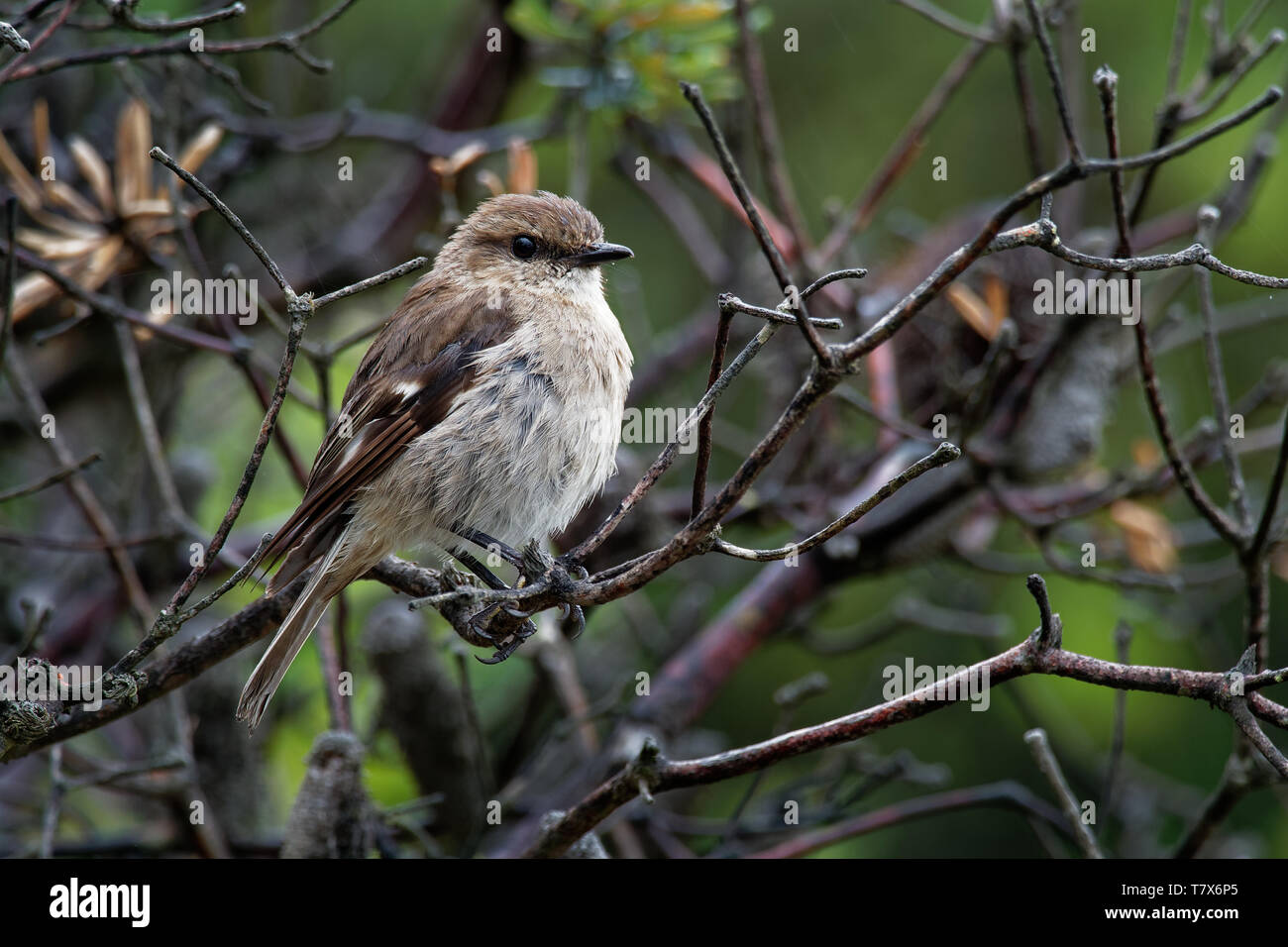 Dusky Robin - Melanodryas vittata endemic song bird from Tasmania ...