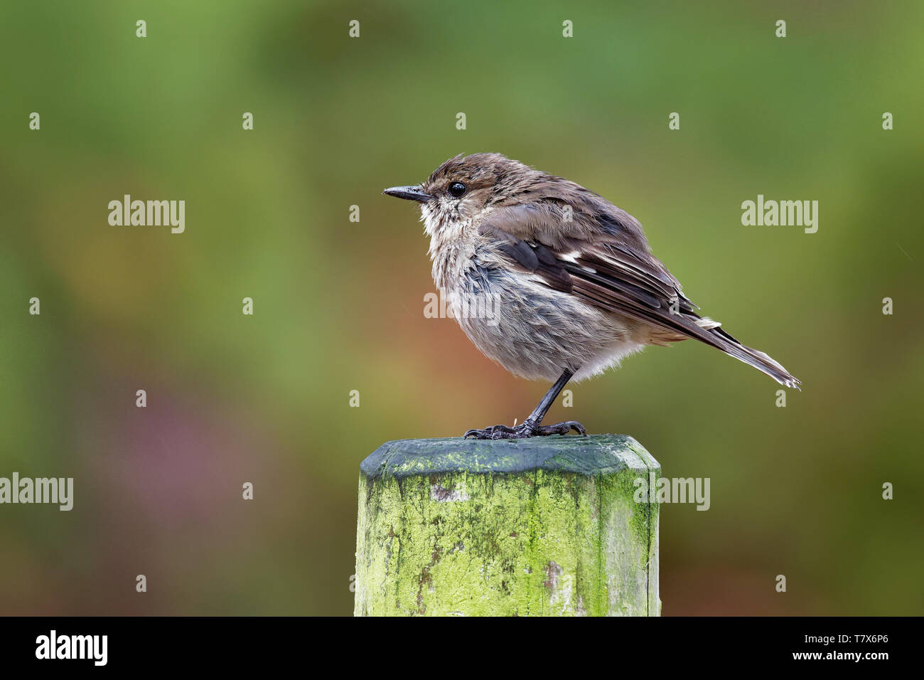 Dusky Robin - Melanodryas vittata endemic song bird from Tasmania ...