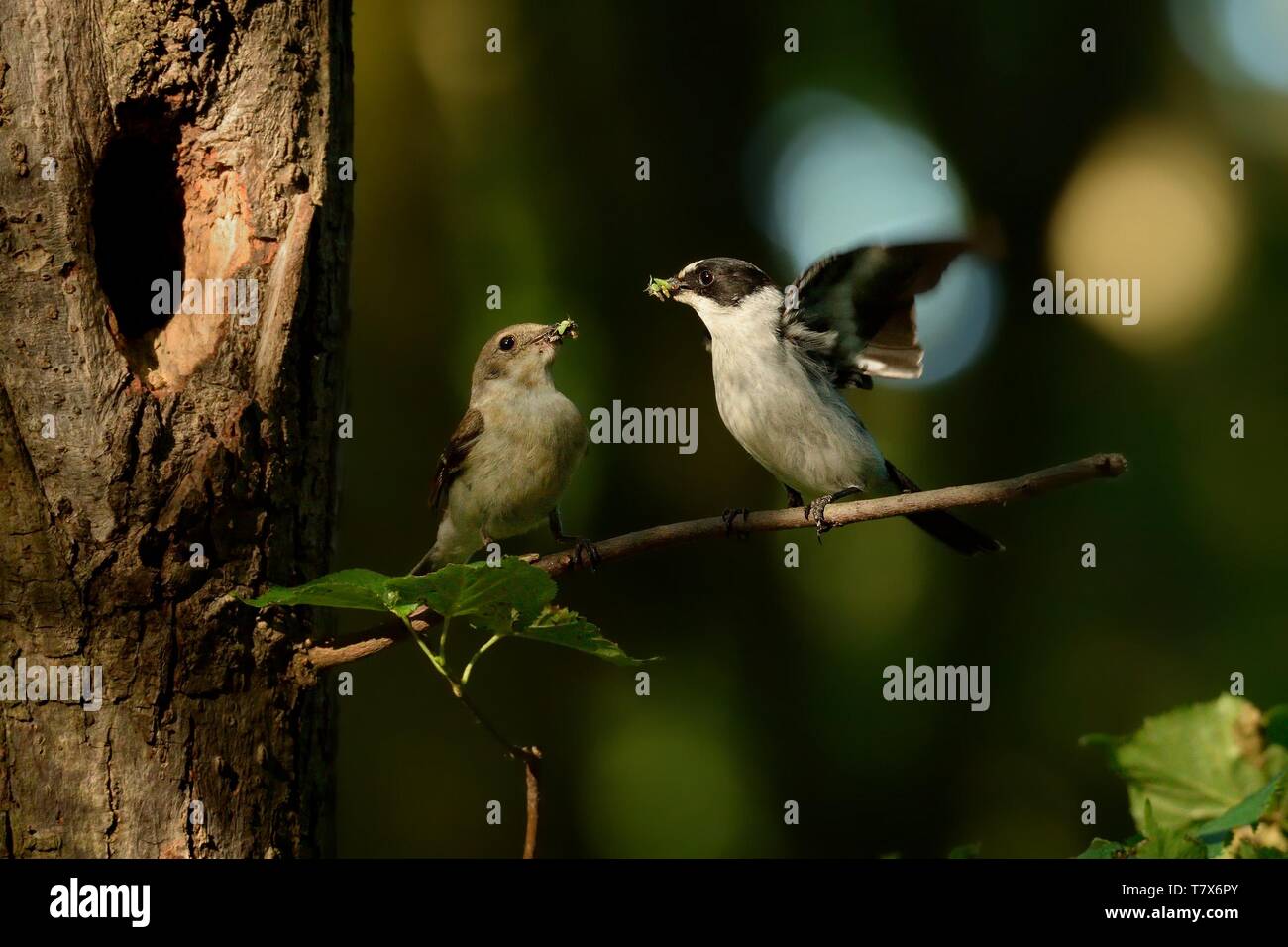 Collared Flycatcher - Ficedula albicollis - black and white male ...