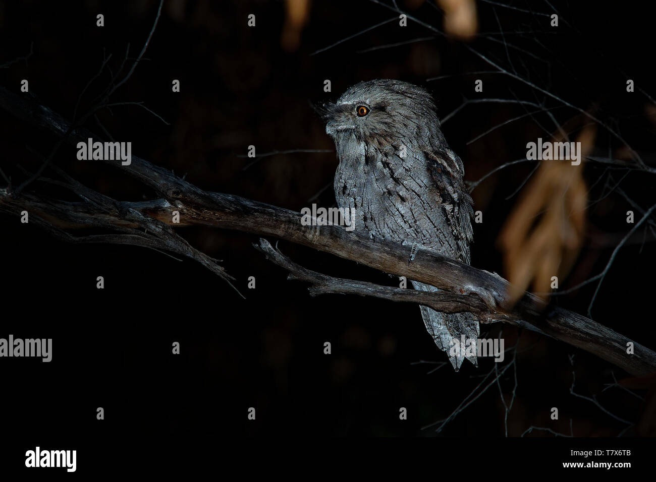 Nightjar bird with mouth open hi-res stock photography and images - Alamy