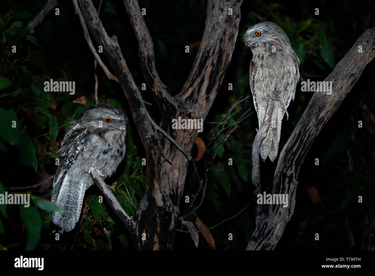 Nightjar bird with mouth open hi-res stock photography and images - Alamy