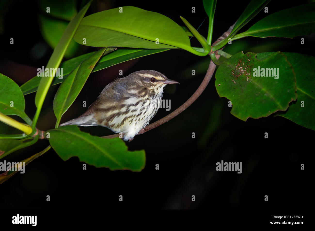 Neotropical migratory bird hi-res stock photography and images - Alamy