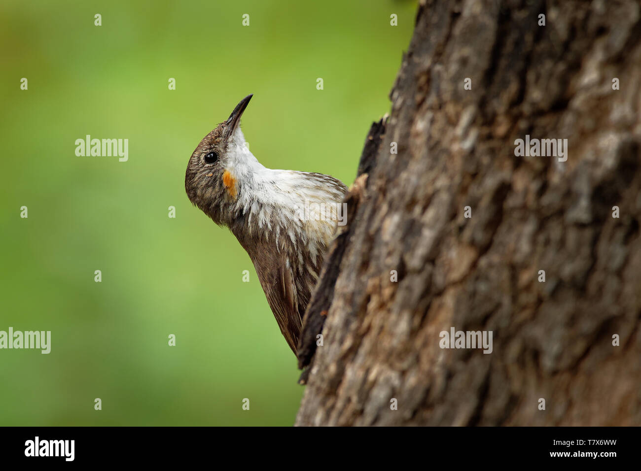 Cape york bird hi-res stock photography and images - Alamy