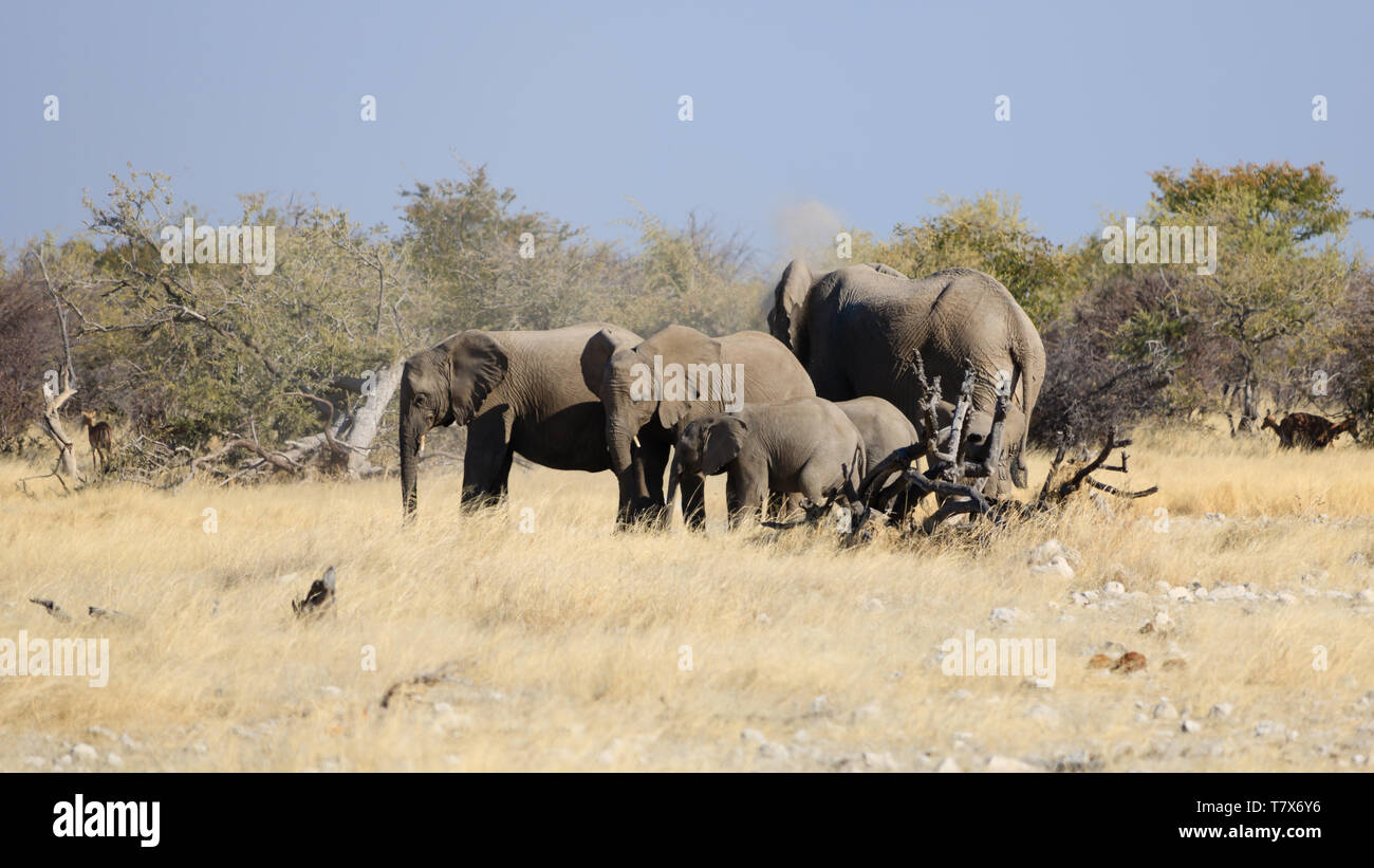 Elephants in Etosha National Park, Namibia Stock Photo - Alamy