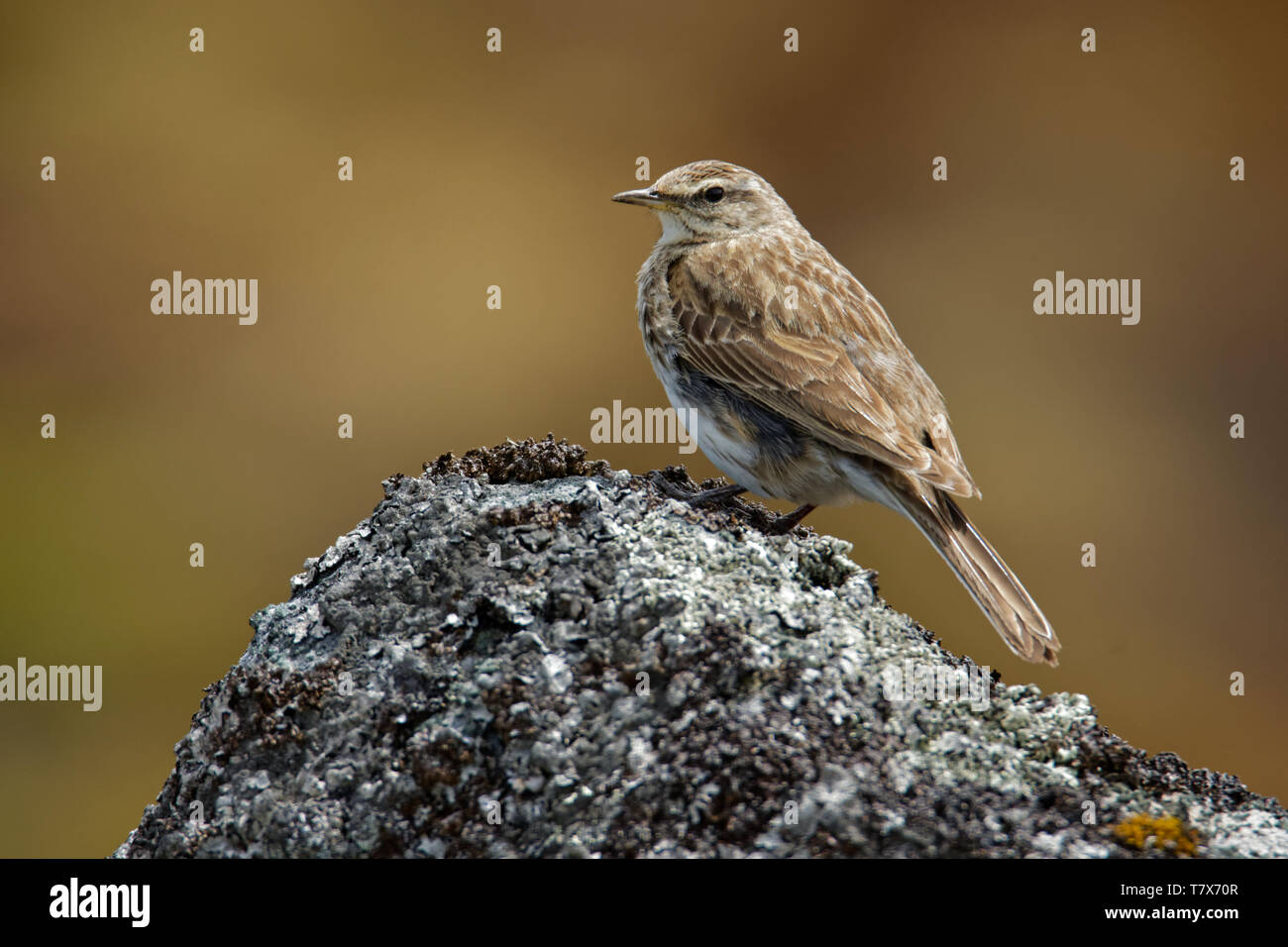 Pihoihoi hi-res stock photography and images - Alamy