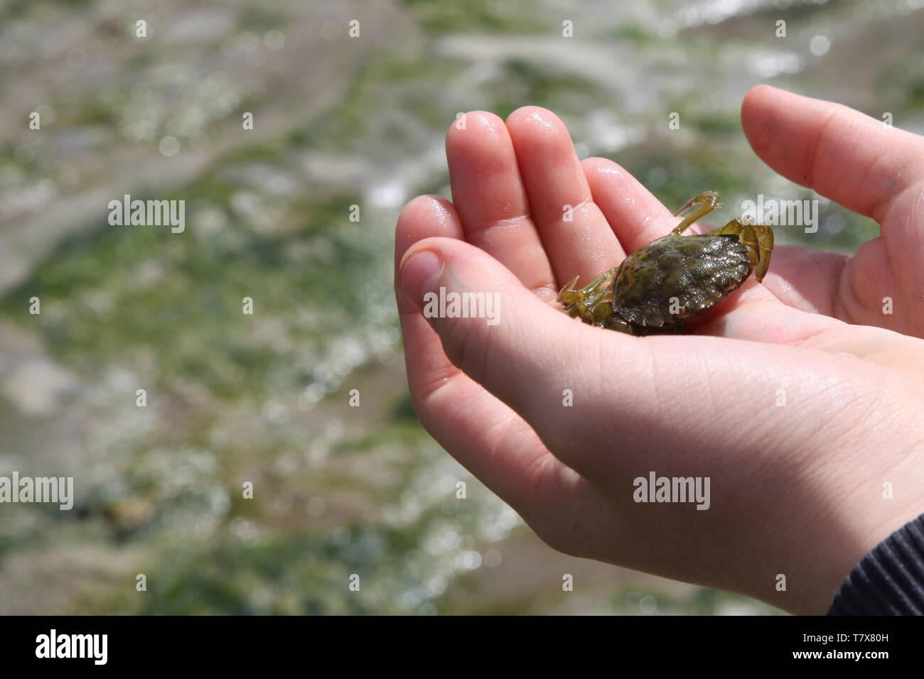 Brown crab held in boys hands on the beach in daytime with copyspace ...
