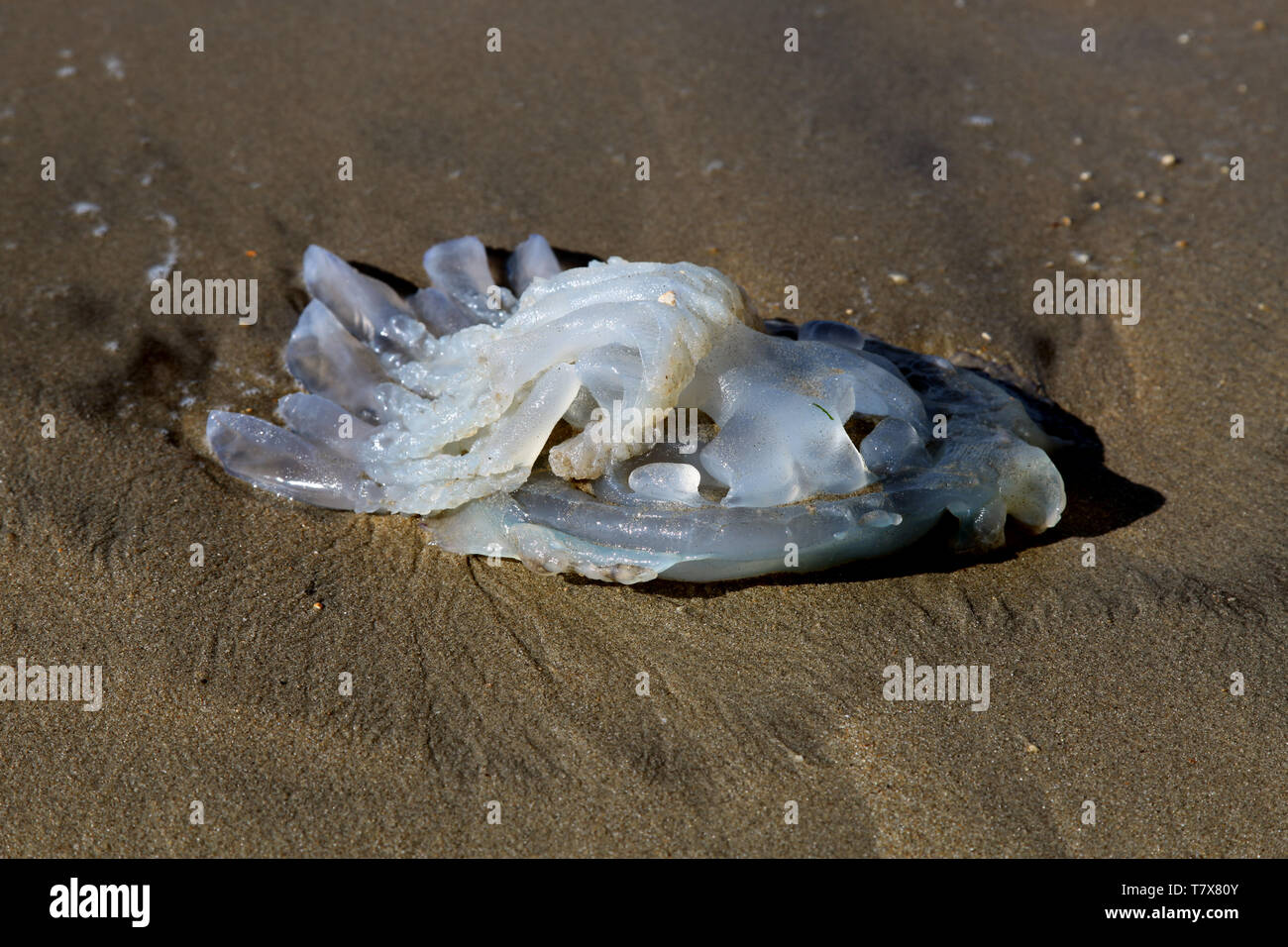 Deceased jellyfish hi-res stock photography and images - Alamy
