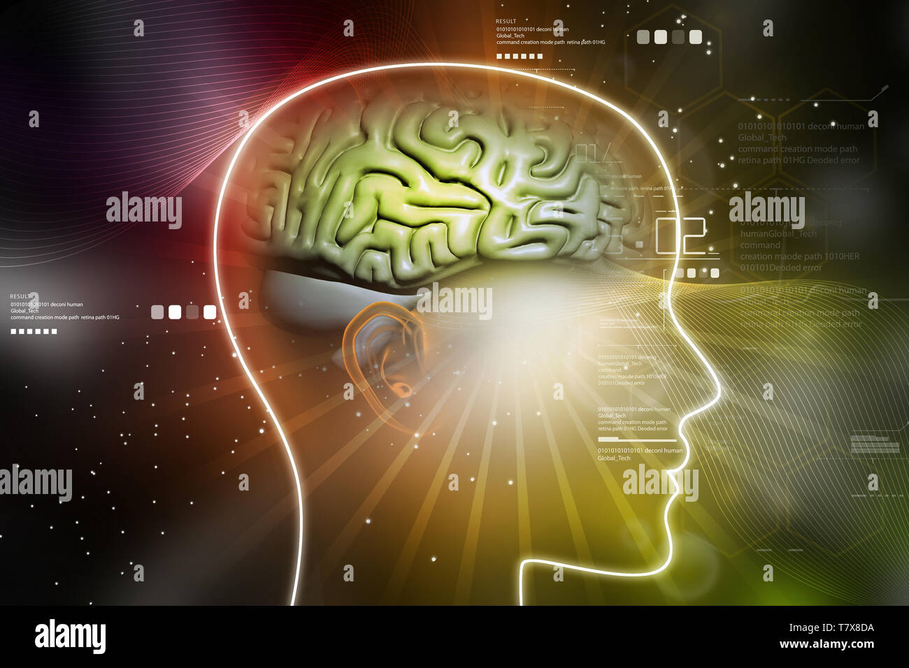 representation of female brain Stock Photo - Alamy