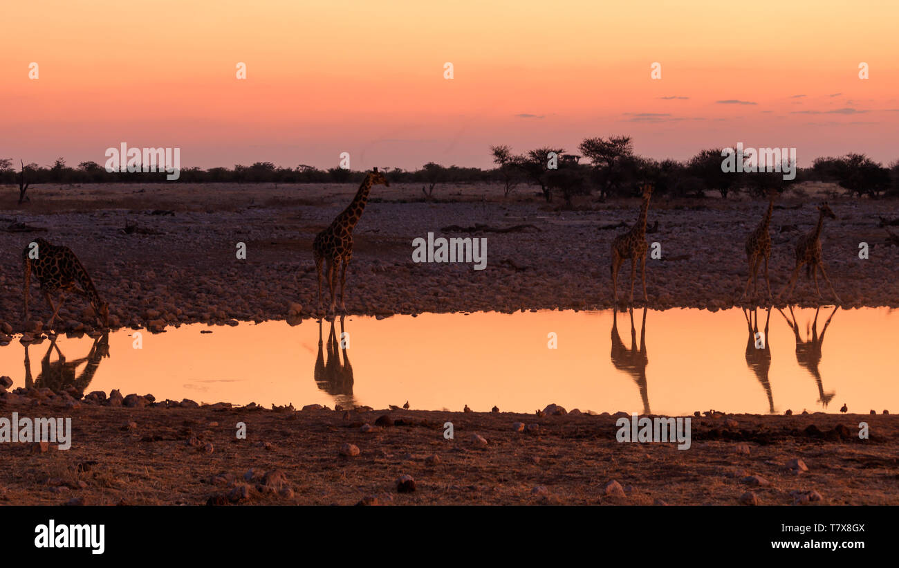 Goas waterhole hi-res stock photography and images - Alamy