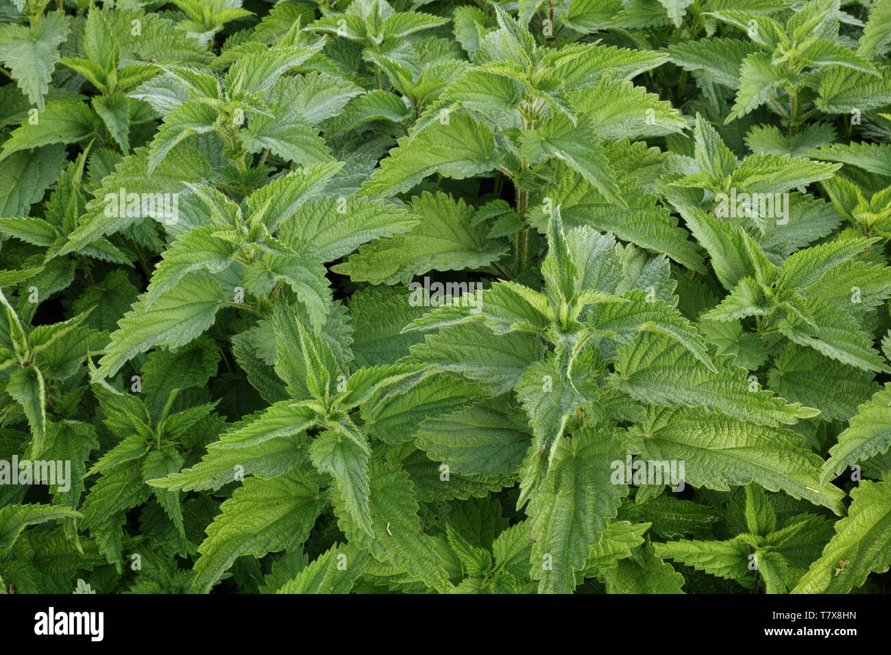 plants of nettle leaf or common nettle Stock Photo - Alamy