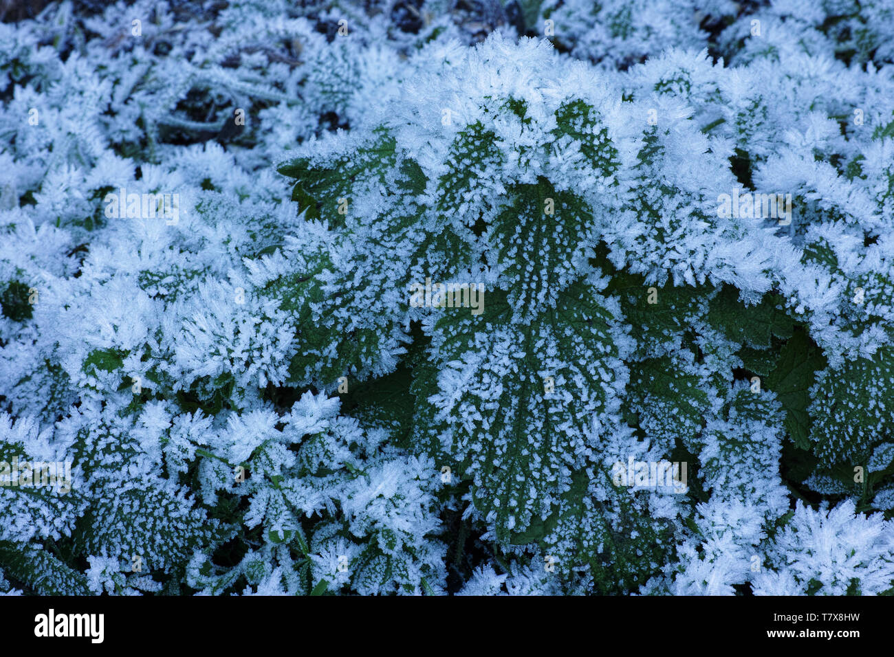 Nettle plants hi-res stock photography and images - Alamy