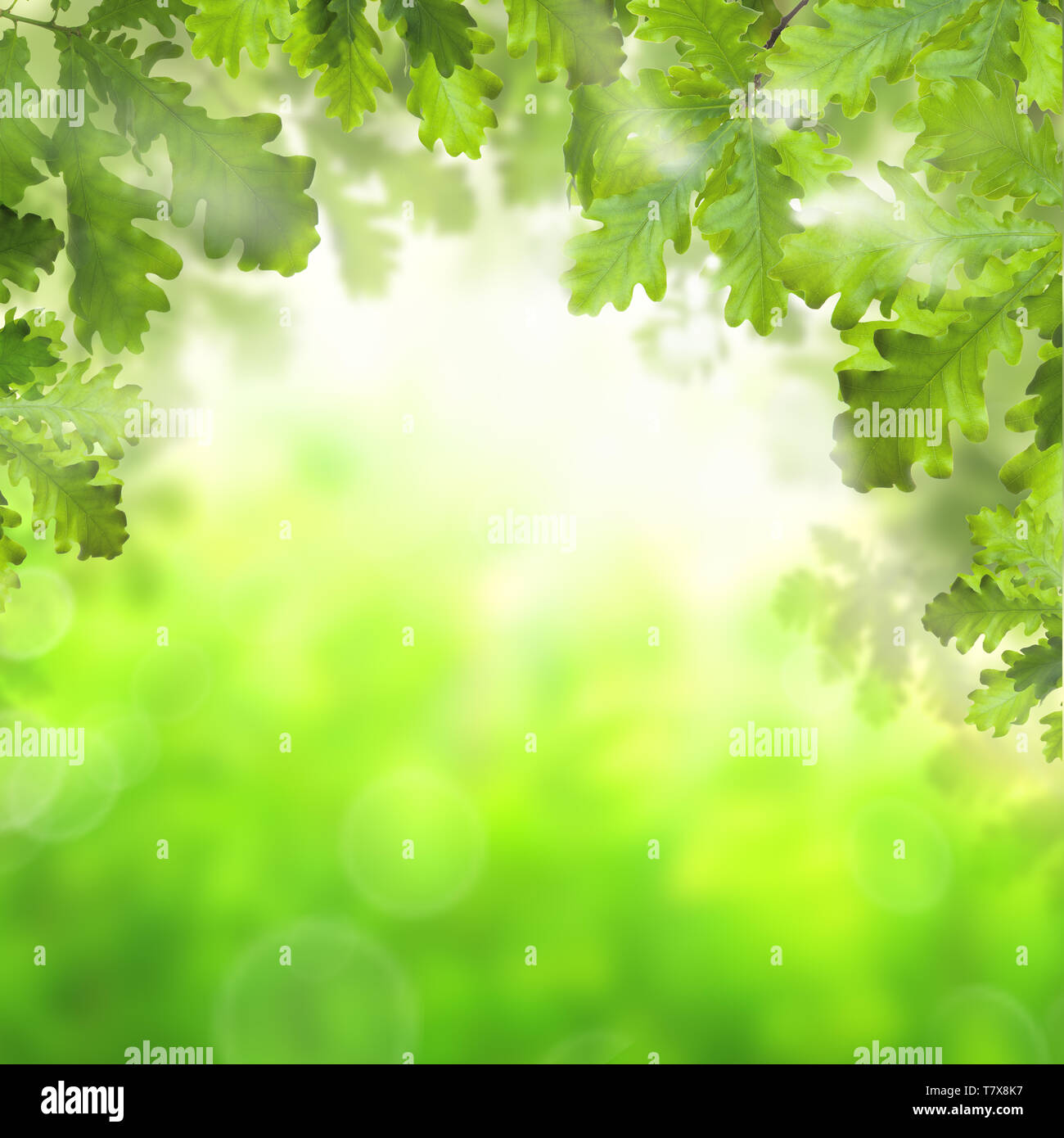 Green spring background with green oak leaves Stock Photo - Alamy