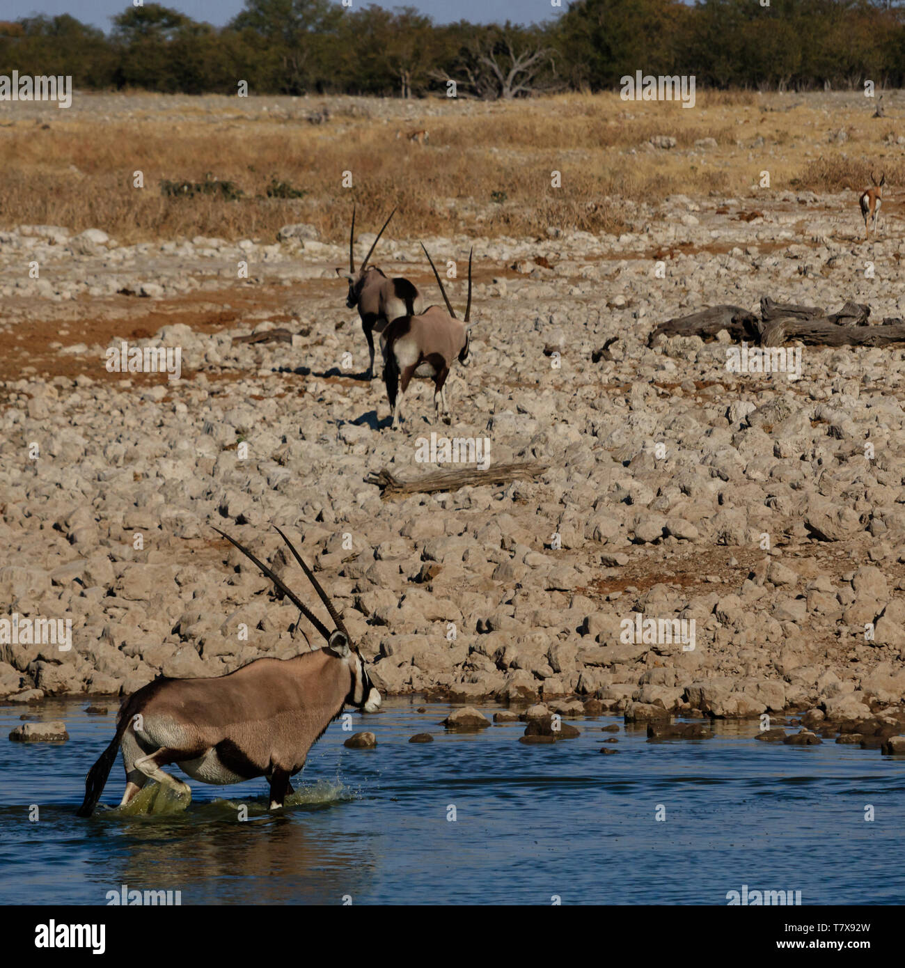 Goas waterhole hi-res stock photography and images - Alamy